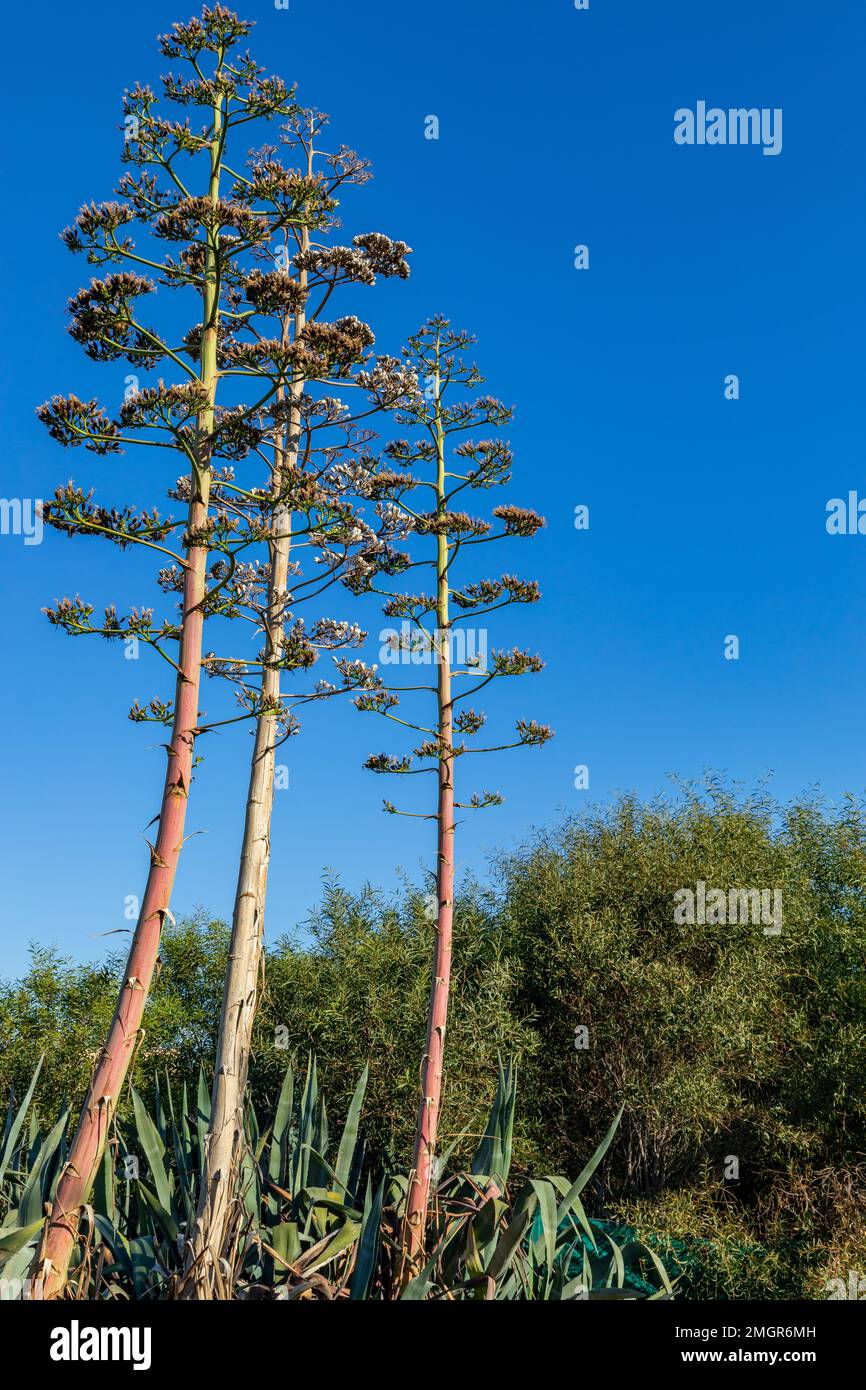 Exotic plant cyprus hi-res stock photography and images - Alamy