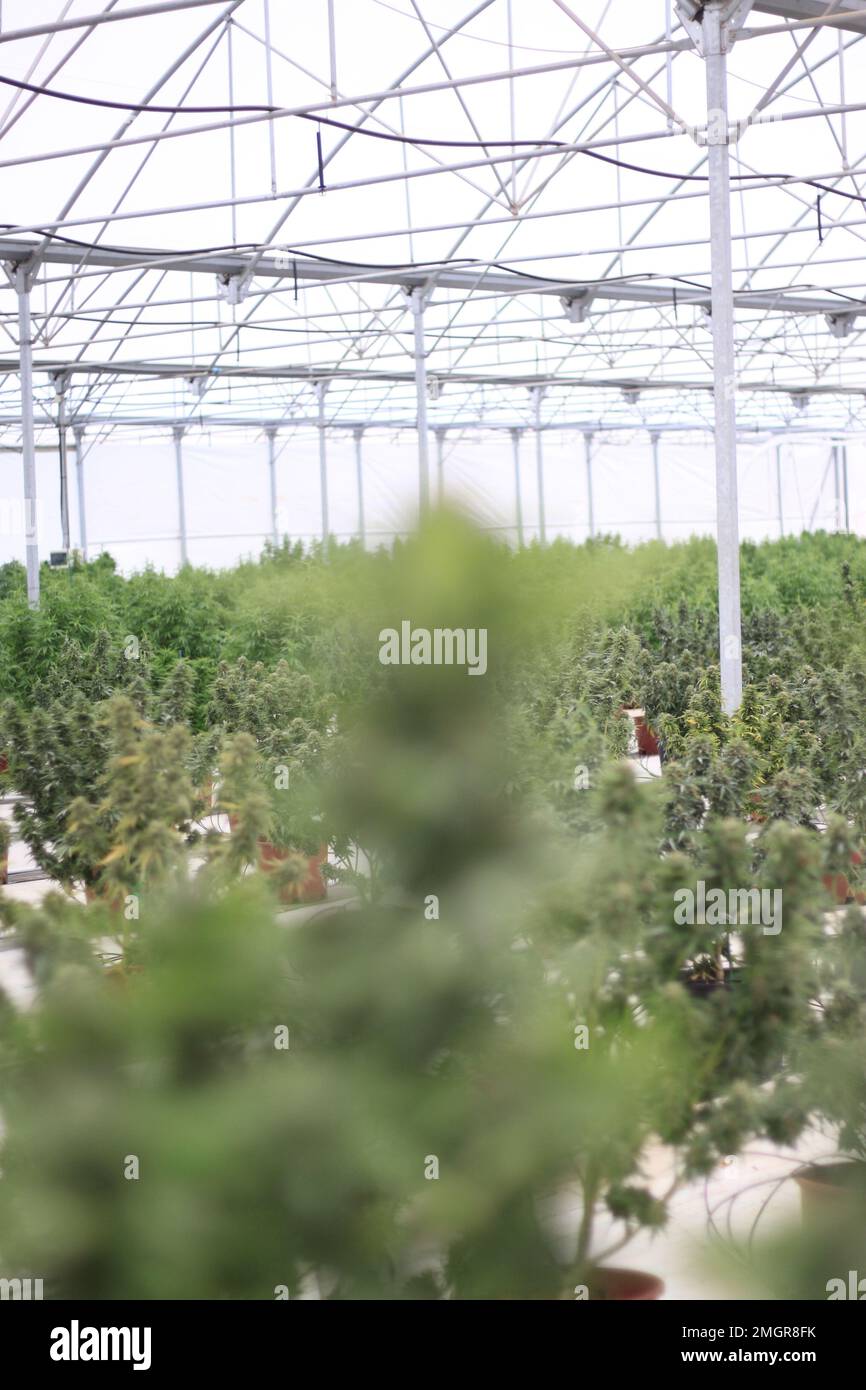 Medical cannabis plants in greenhouse THC CBD Stock Photo - Alamy