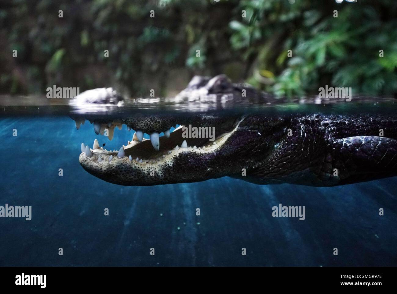 A closeup of a scary crocodile swimming on the surface of a water Stock ...
