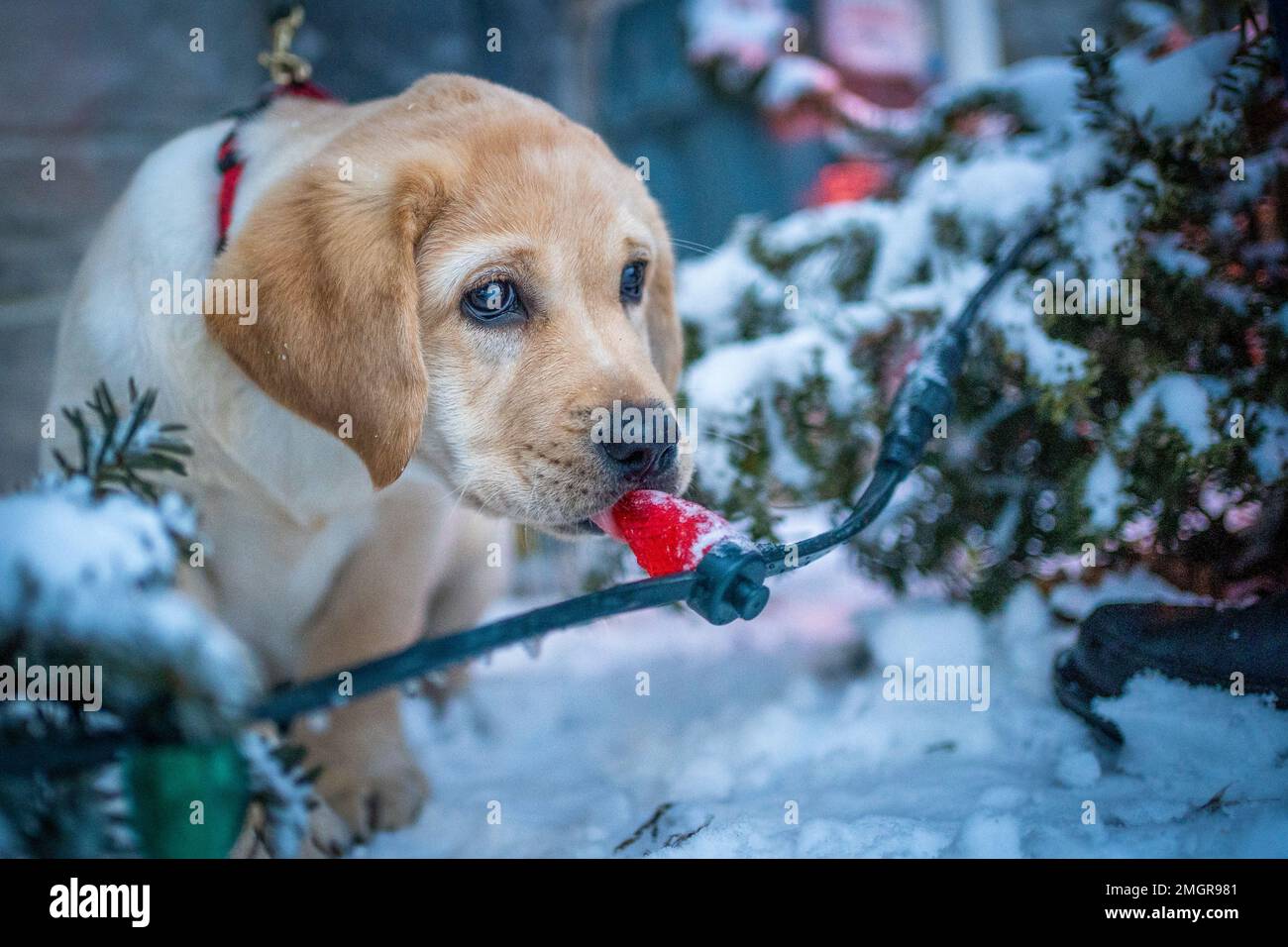 A closeup portrait of a Labrador Retriever puppy in the snow outdoors ...