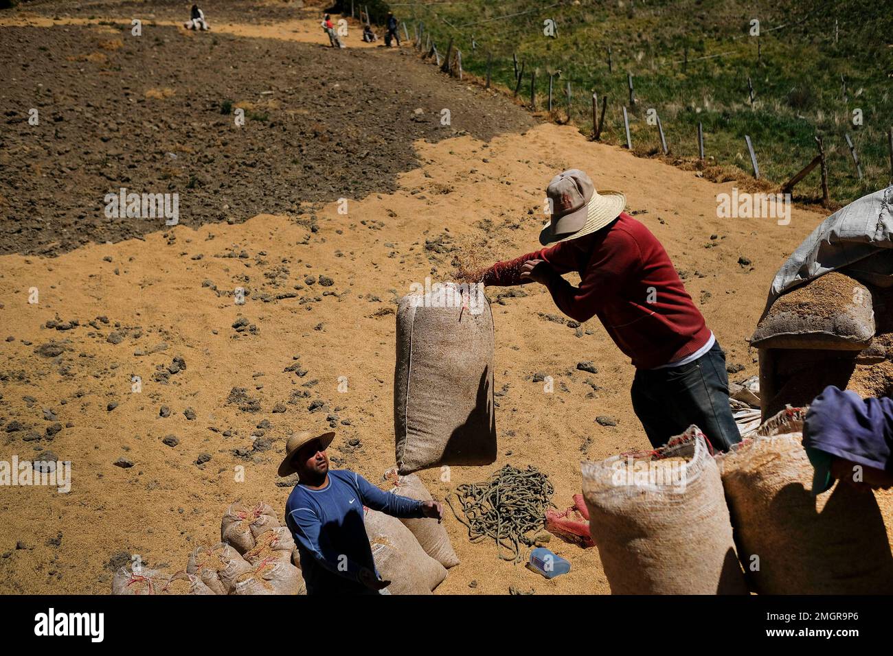 Leonel Zapata, a 30-year-old seasonal farm worker, throws a sack of ...