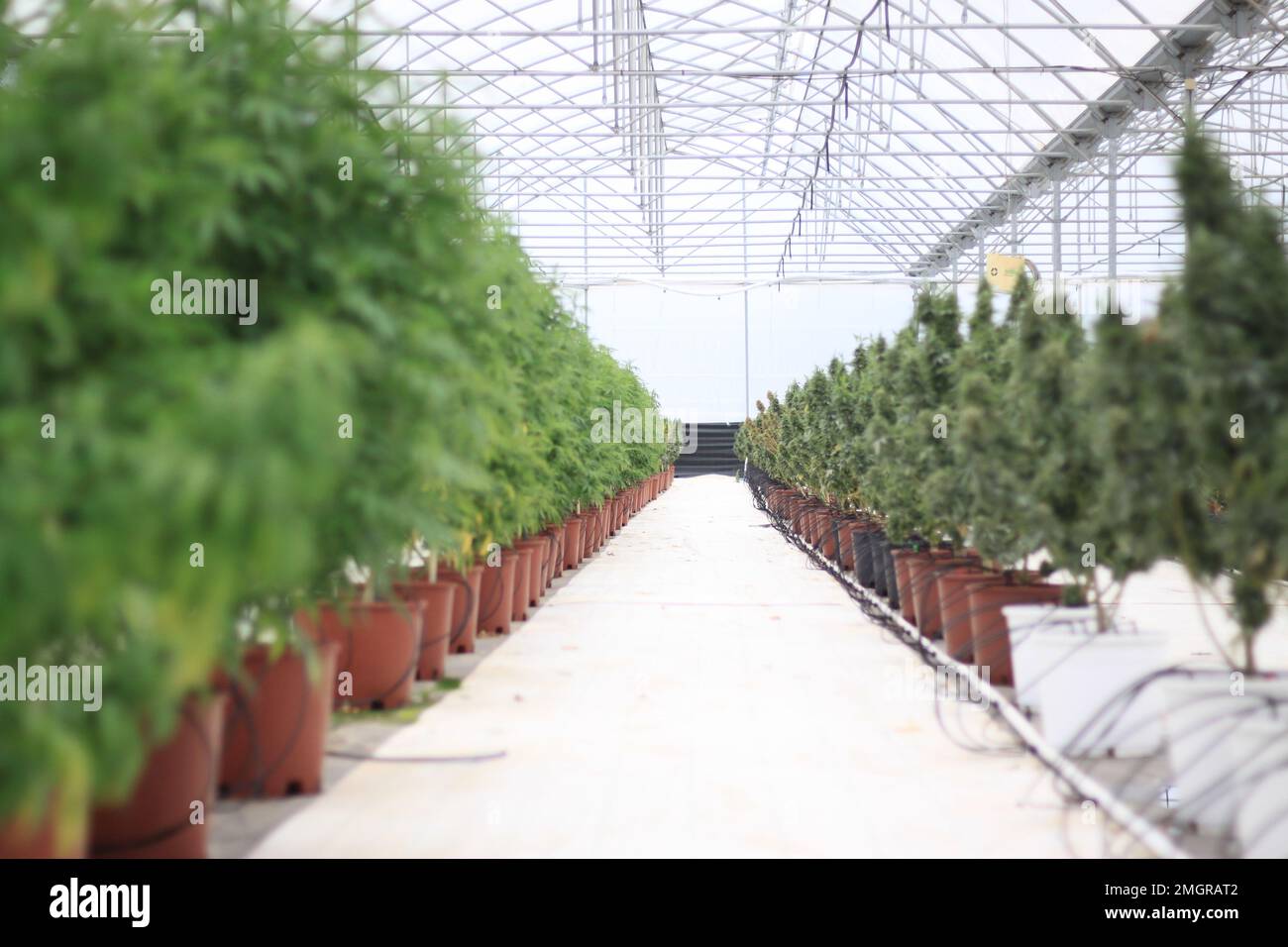 Medical cannabis plants in greenhouse THC CBD Stock Photo - Alamy