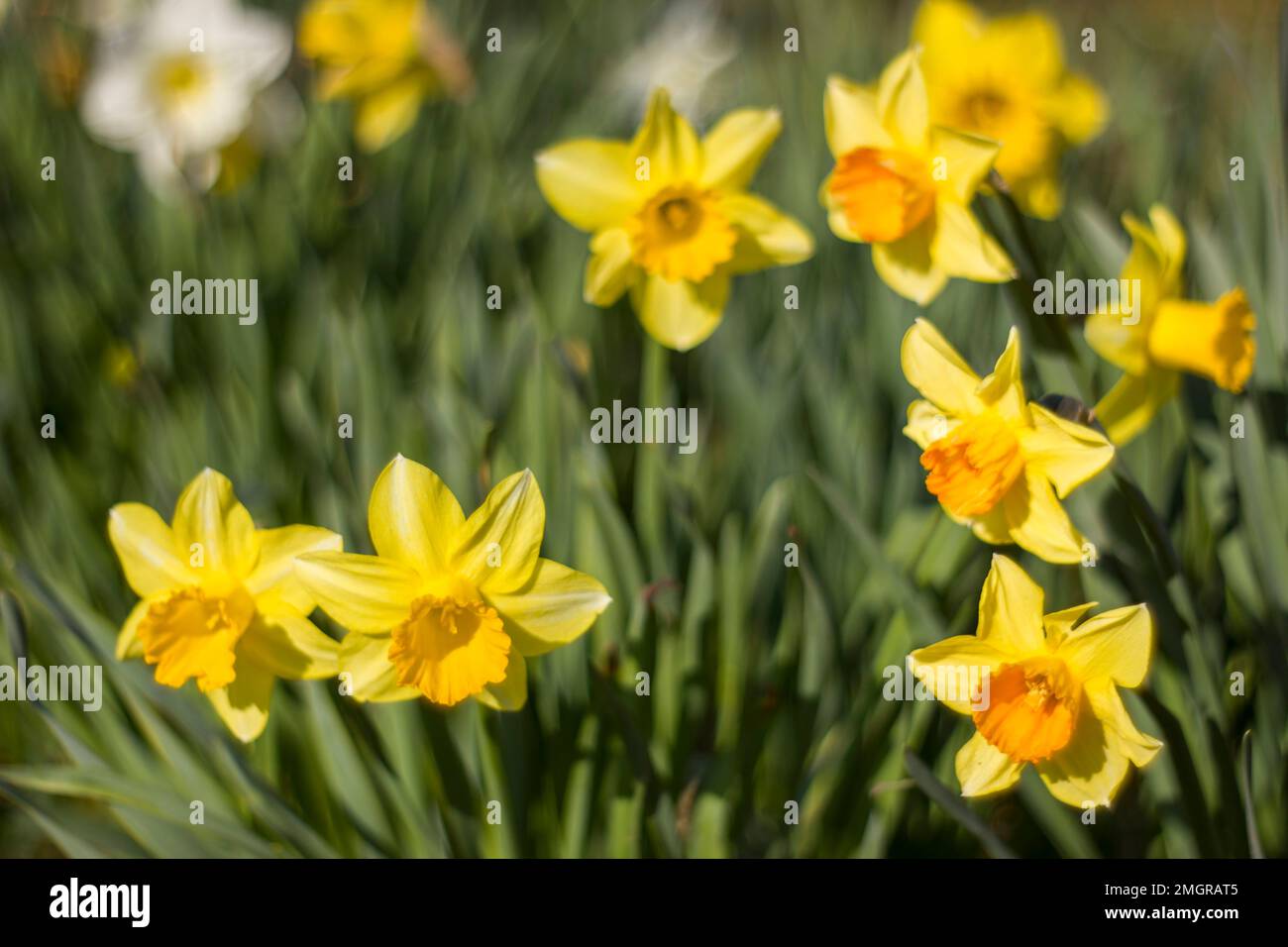 the daffodil, Narcissus pseudonarcissus, yellow narcissus flowers in a ...