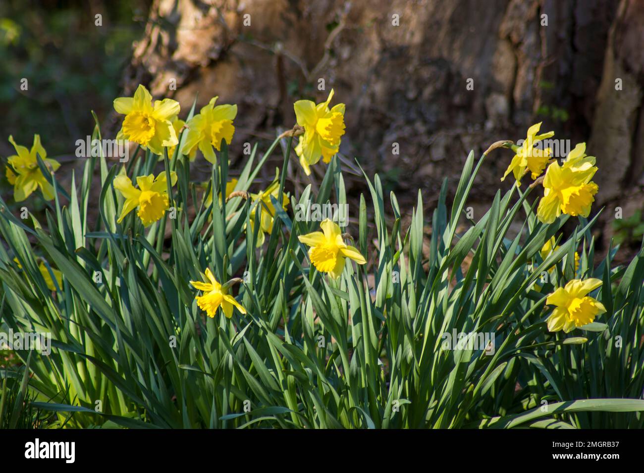 the daffodil, Narcissus pseudonarcissus, yellow narcissus flowers in a ...