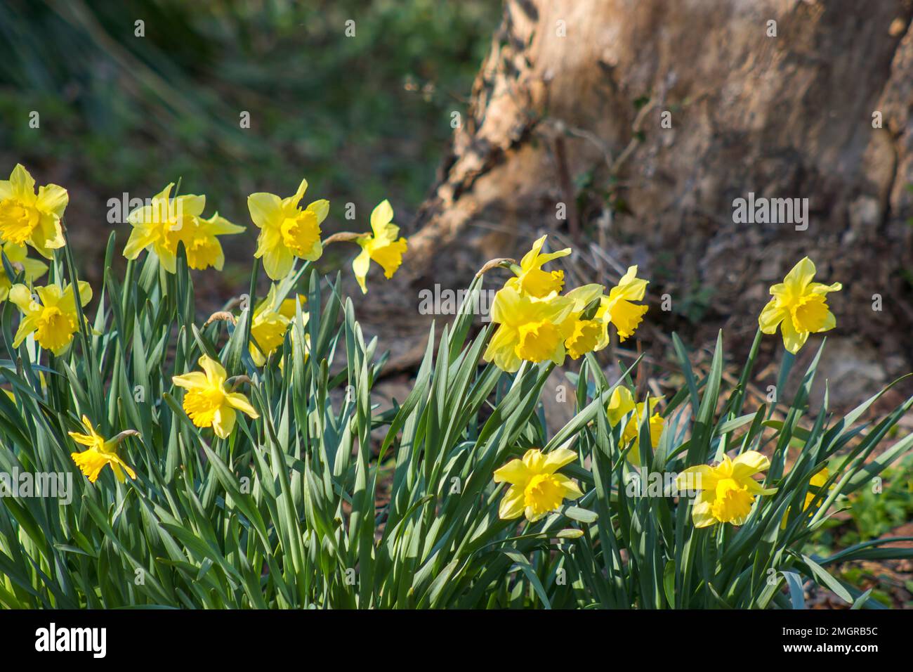 the daffodil, Narcissus pseudonarcissus, yellow narcissus flowers in a ...