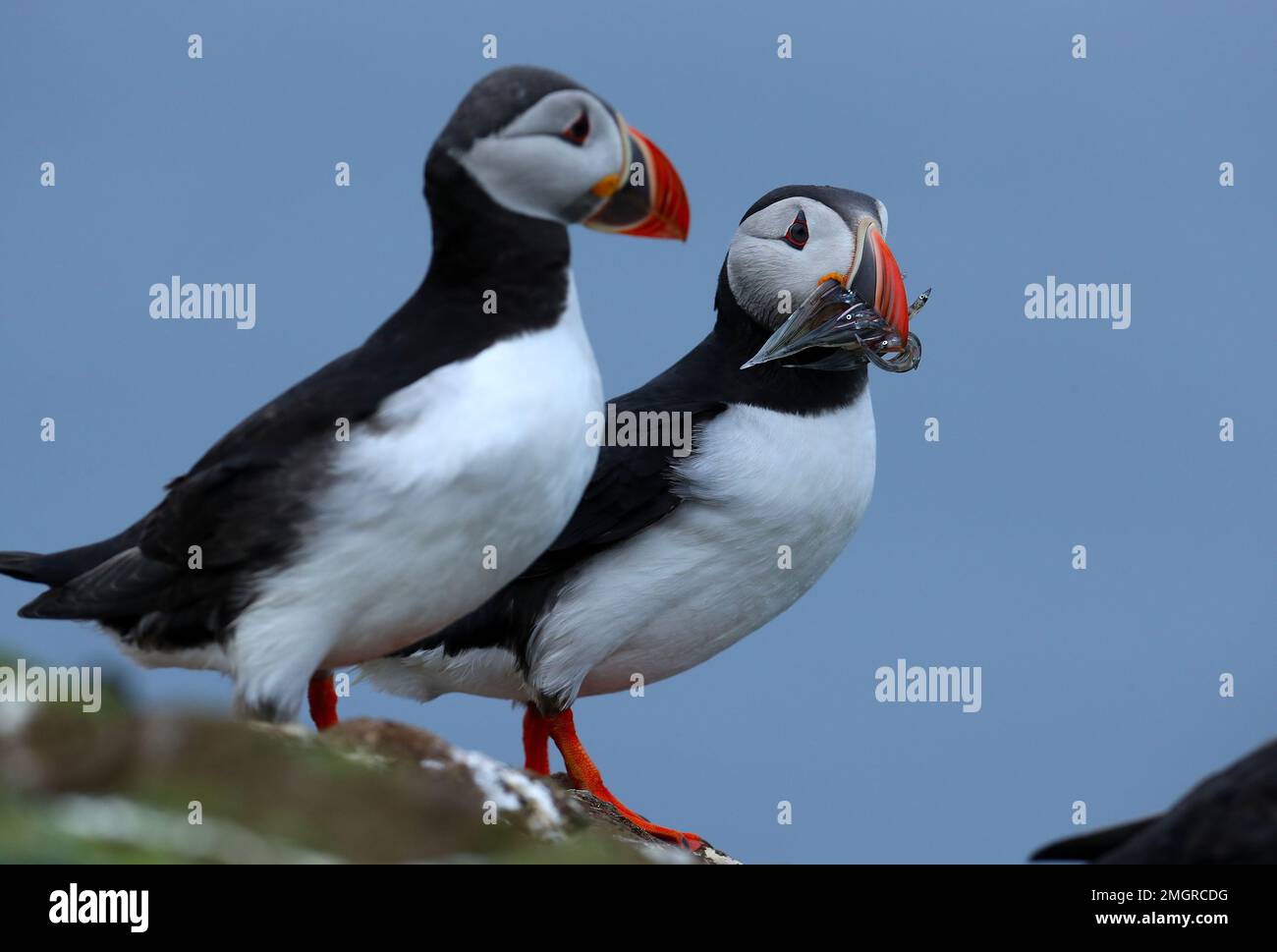 A closeup of Atlantic puffins perched on a cliff edge Stock Photo - Alamy