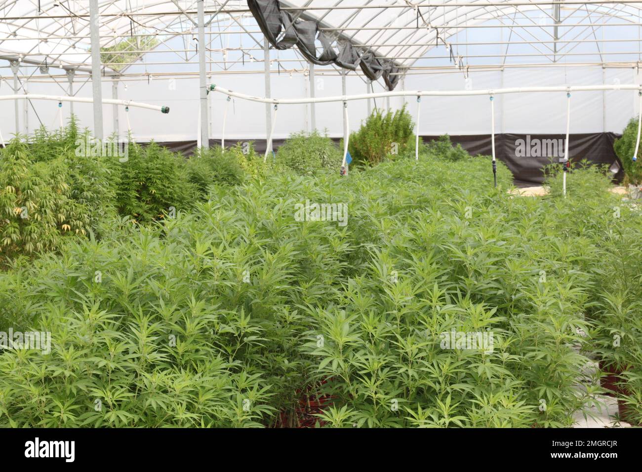 Medical cannabis plants in greenhouse THC CBD Stock Photo - Alamy