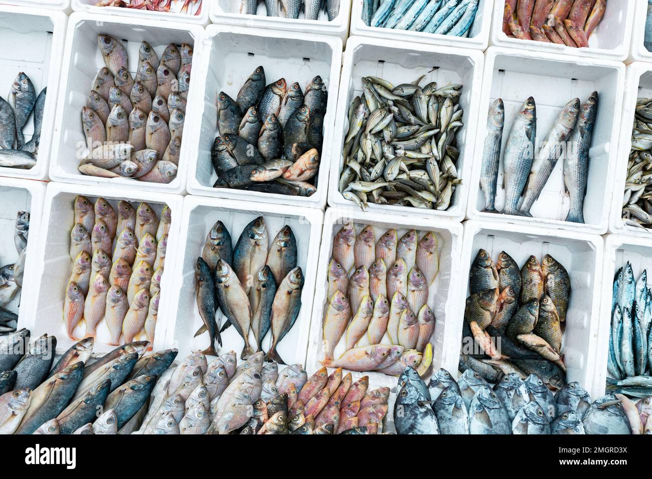 Fresh fish in traditional food market in Beirut, Lebanon. Fish placed ...