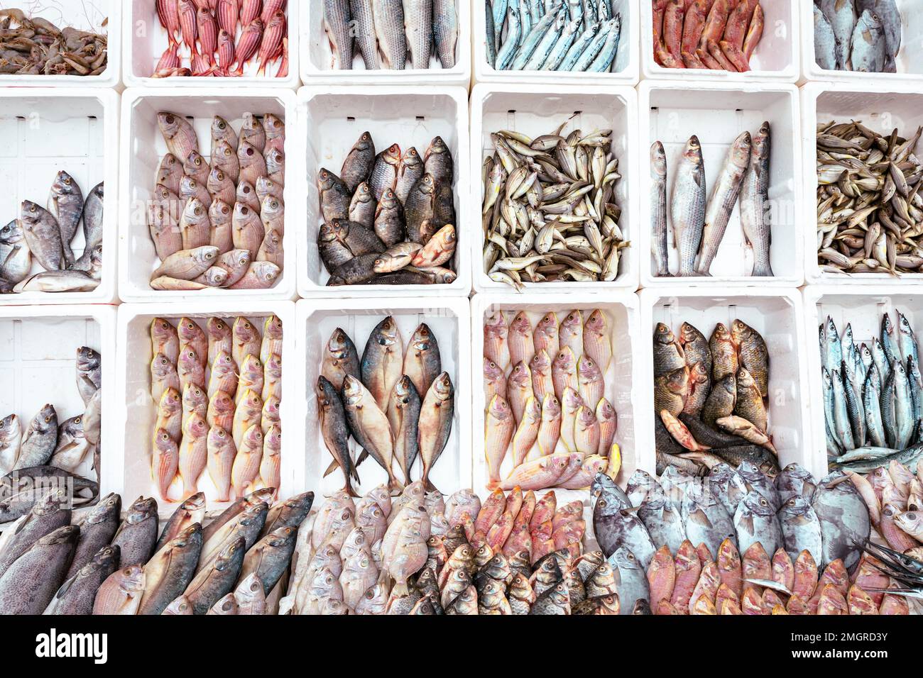 Fresh fish in traditional food market in Beirut, Lebanon. Fish placed ...