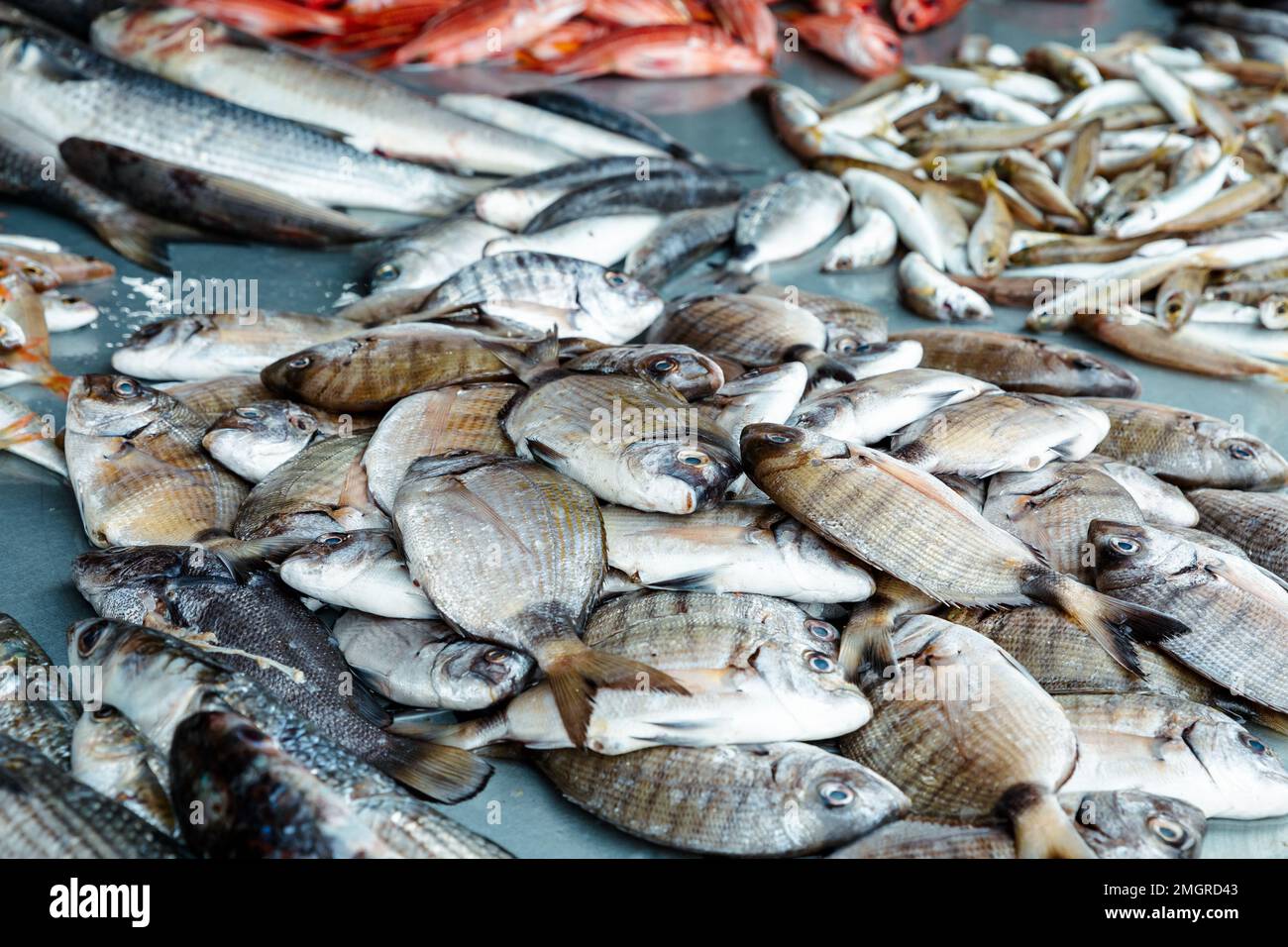 Fresh fish in traditional food market in Beirut, Lebanon. Fish placed ...