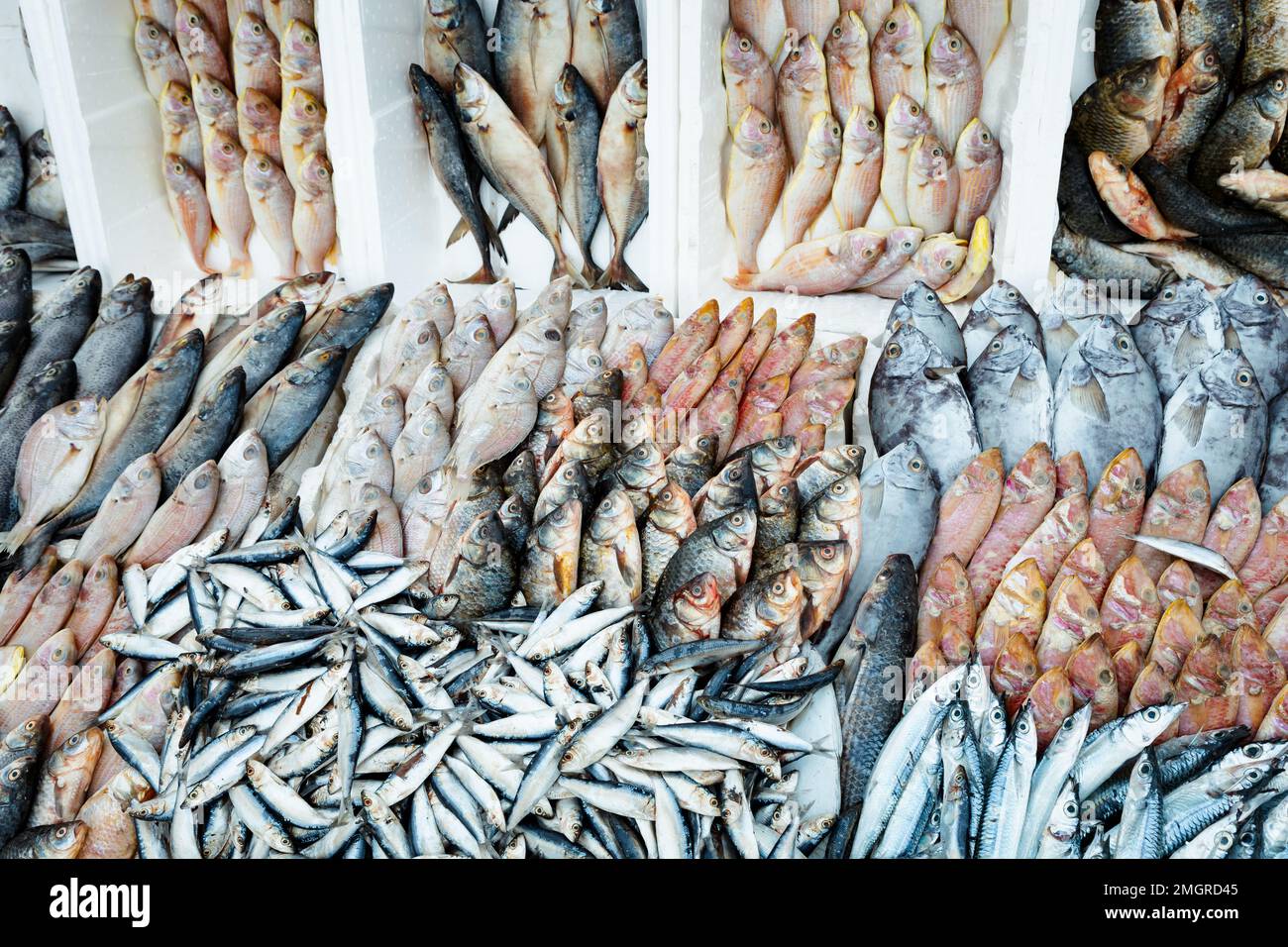 Fresh fish in traditional food market in Beirut, Lebanon. Fish placed ...