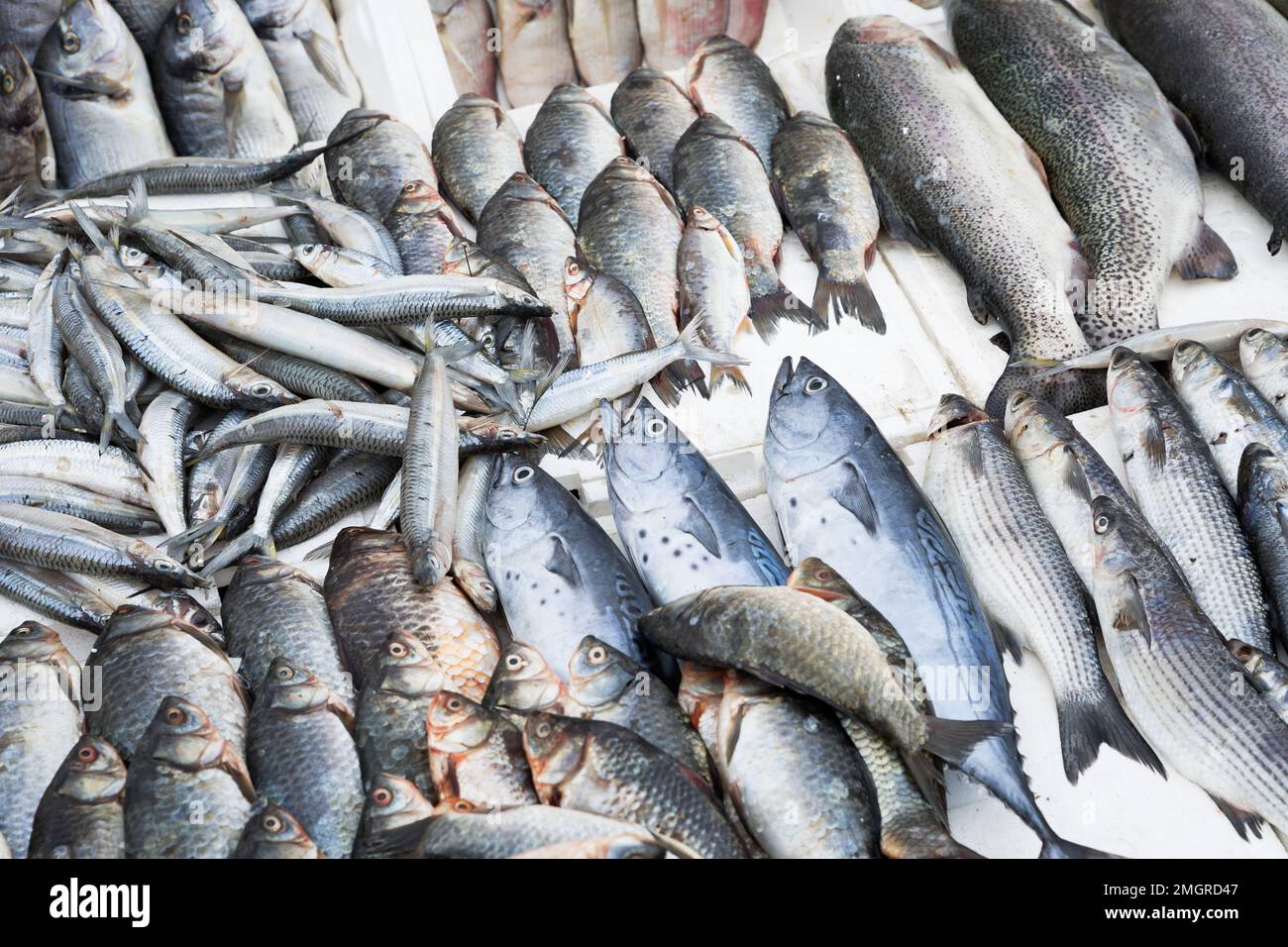 Fresh fish in traditional food market in Beirut, Lebanon. Fish placed ...