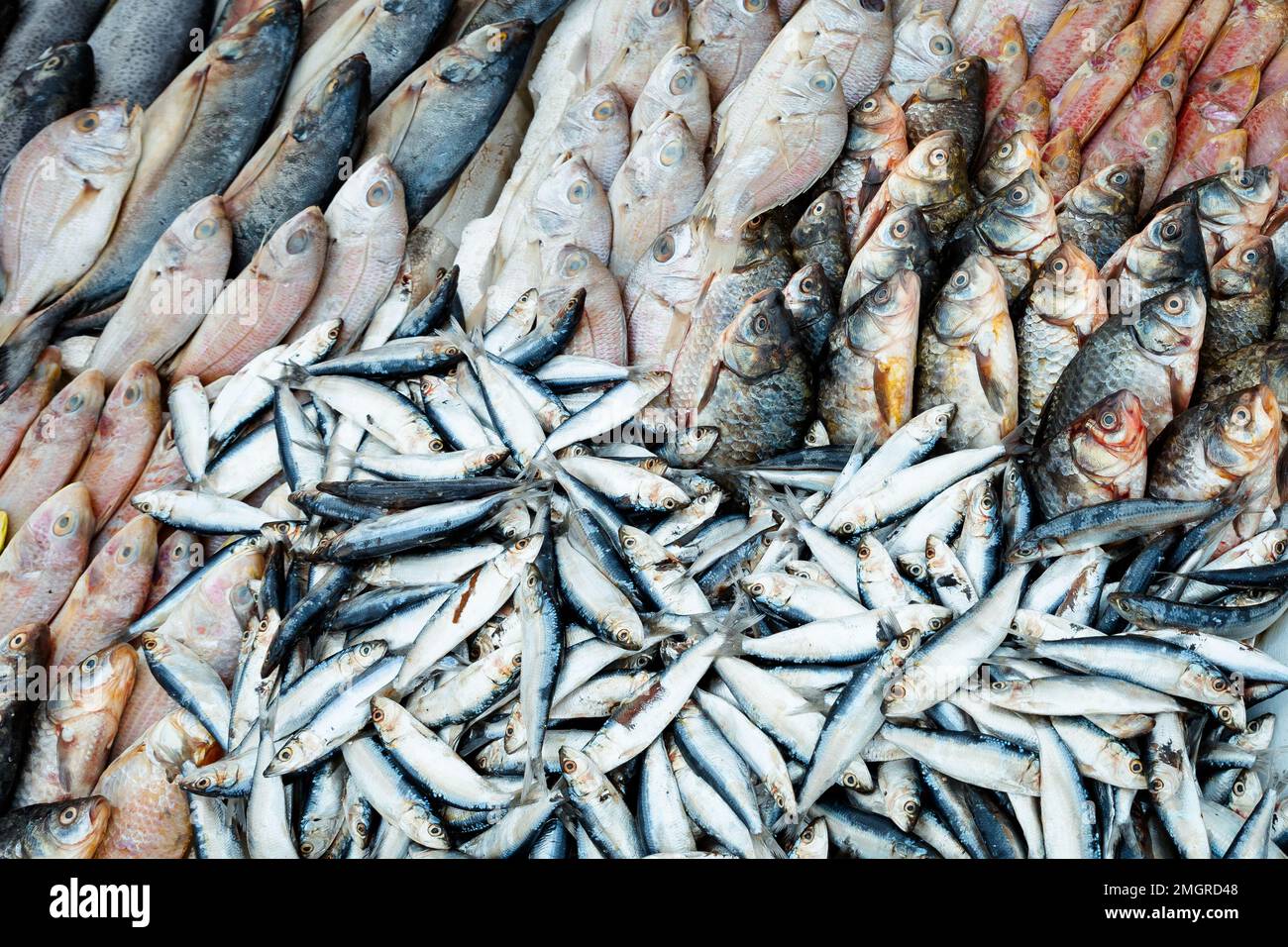 Fresh fish in traditional food market in Beirut, Lebanon. Fish placed ...