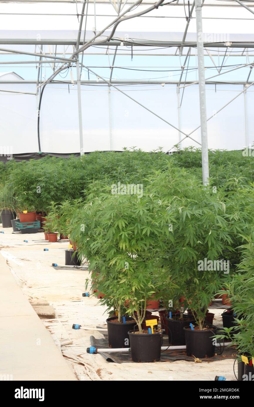 Medical cannabis plants in greenhouse THC CBD Stock Photo - Alamy