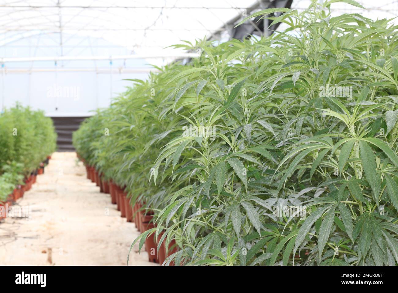 Medical cannabis plants in greenhouse THC CBD Stock Photo - Alamy