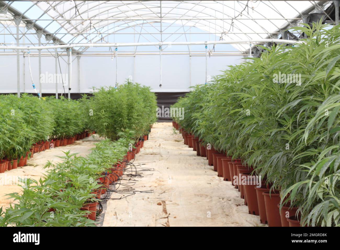 Medical cannabis plants in greenhouse THC CBD Stock Photo - Alamy