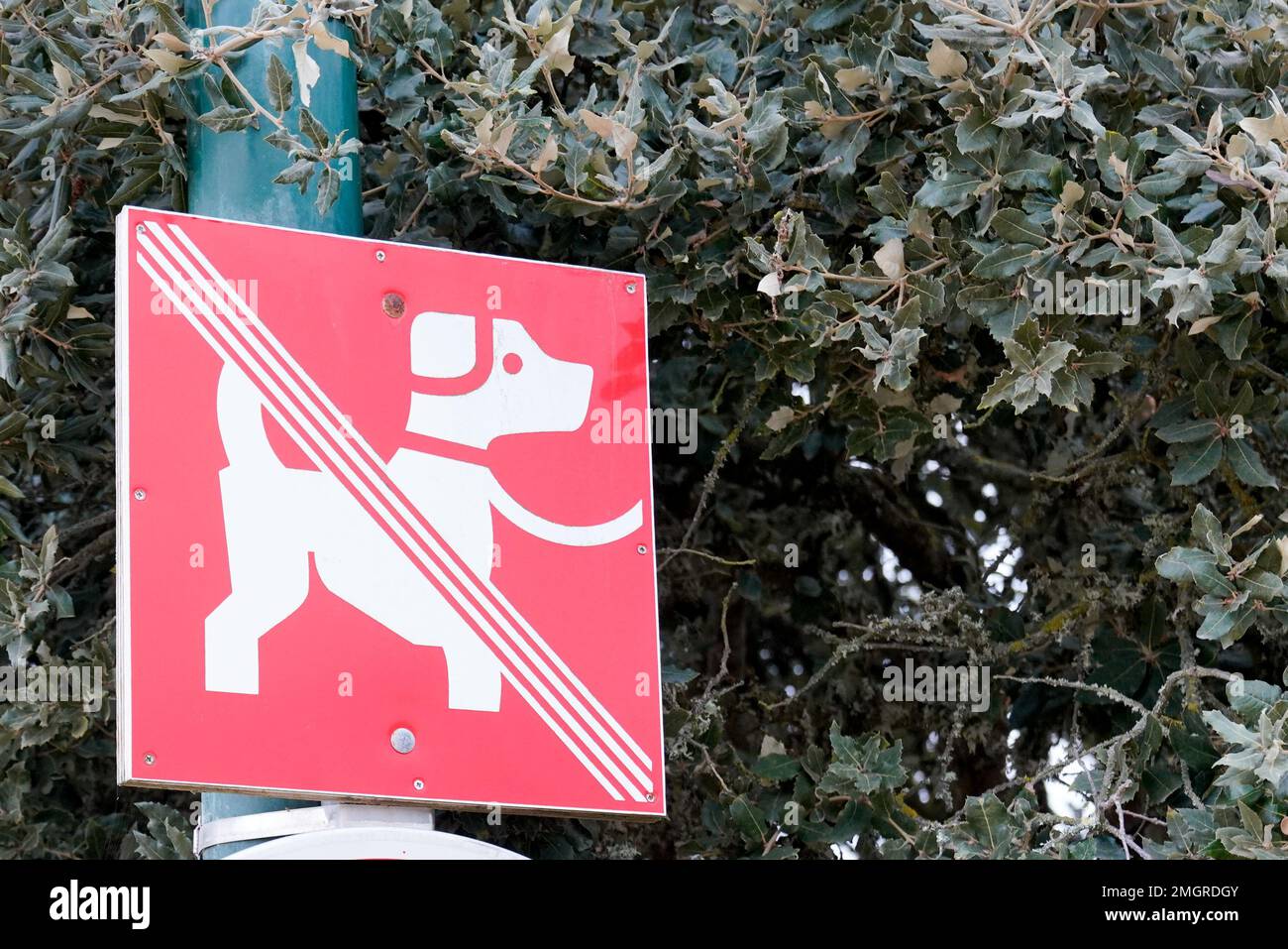 Prohibiting red signs prohibited dog sign on access park Stock Photo ...