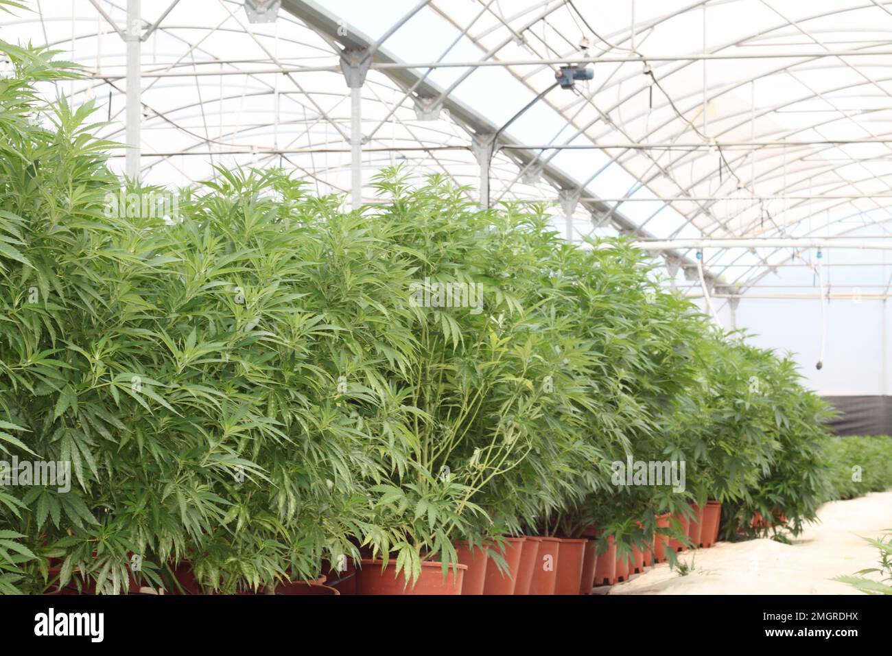 Medical cannabis plants in greenhouse THC CBD Stock Photo - Alamy