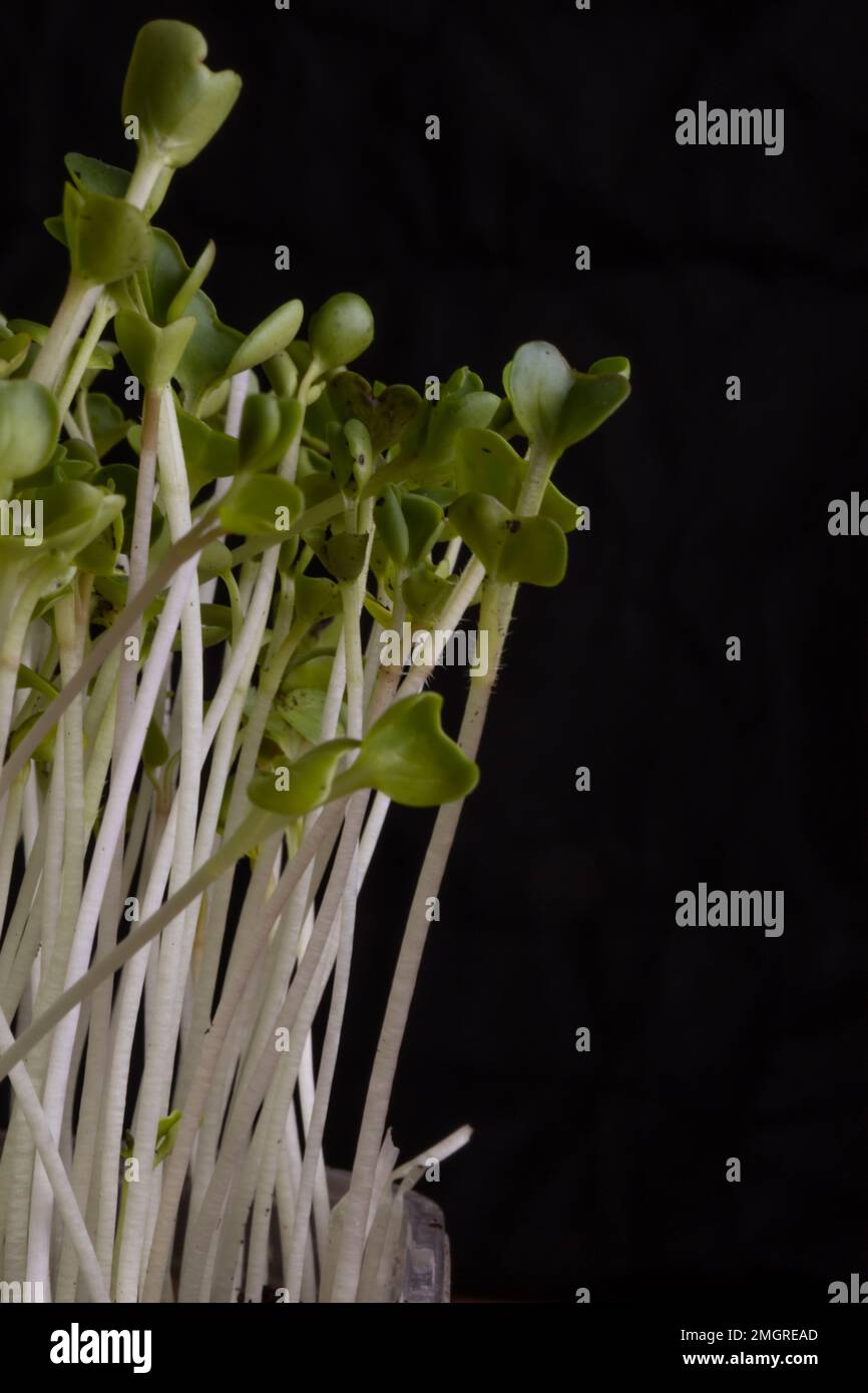 Shoots of green radish on a black background. Microgreen Stock Photo ...