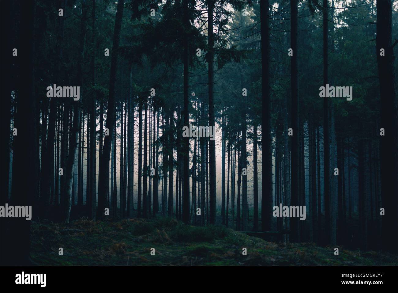 A dark forest full of tall trees Stock Photo - Alamy