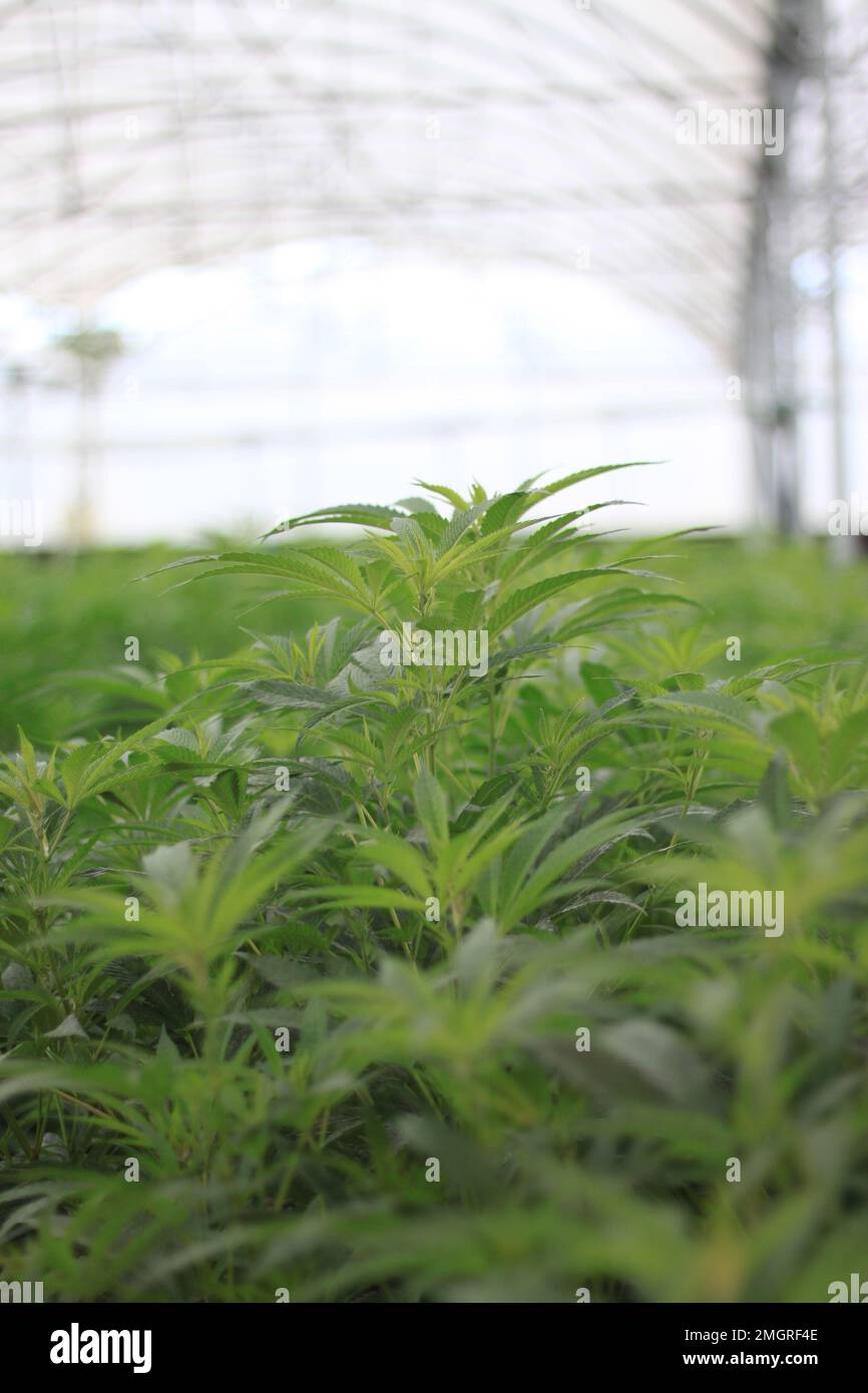 Medical cannabis plants in greenhouse THC CBD Stock Photo - Alamy