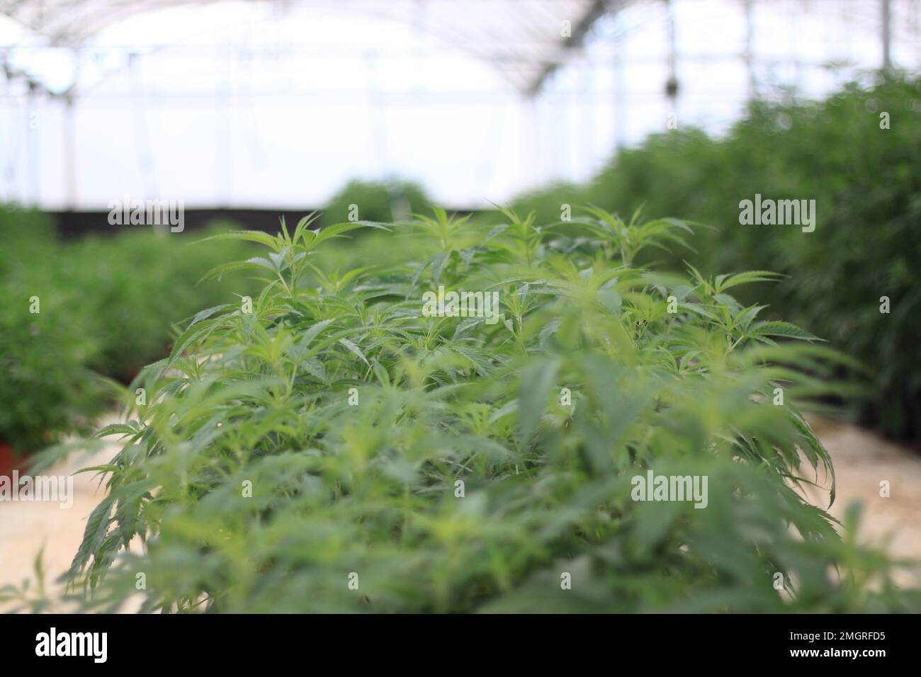 Medical cannabis plants in greenhouse THC CBD Stock Photo - Alamy
