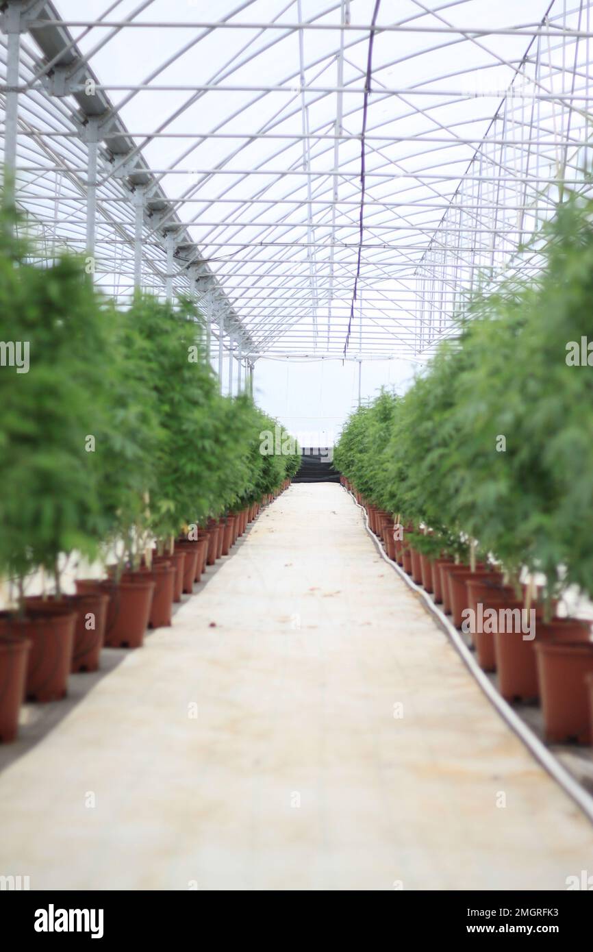 Medical cannabis plants in greenhouse THC CBD Stock Photo - Alamy