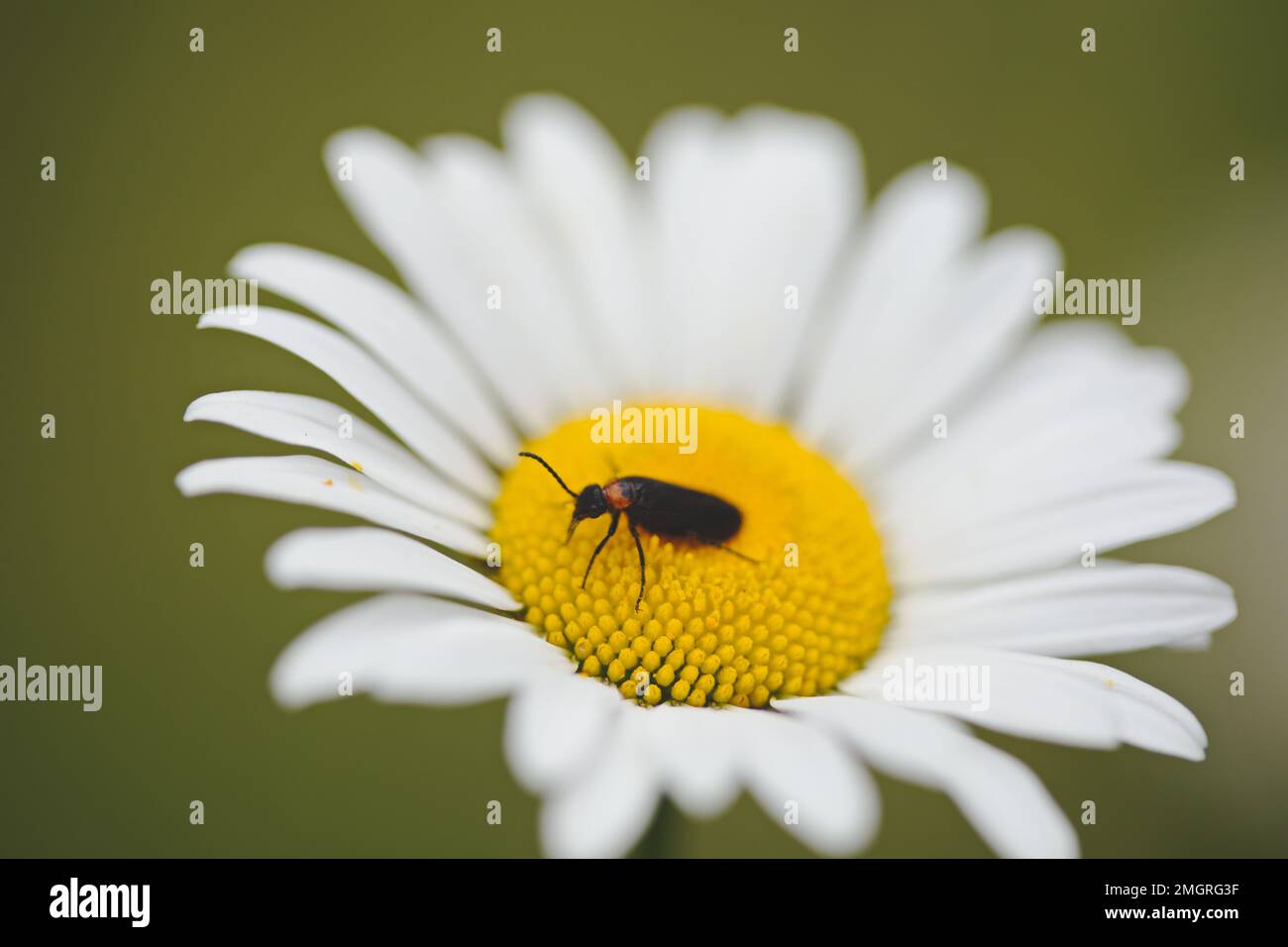 A macro shot of a beetle on a common daisy flower against a blurred ...