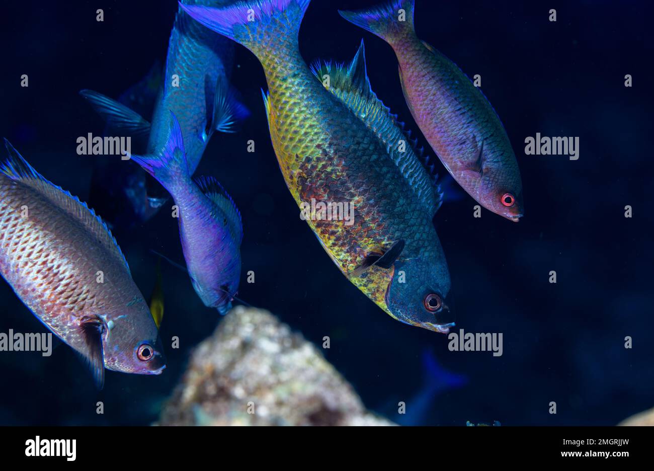 A colorful tropical fish swimming in the ocean Stock Photo - Alamy