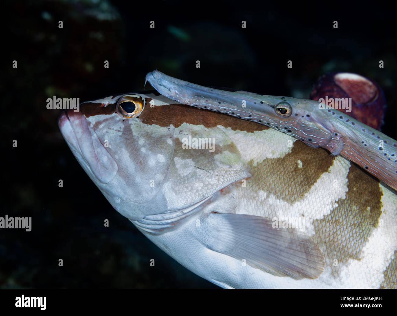 A fish looking for food in the water Stock Photo - Alamy