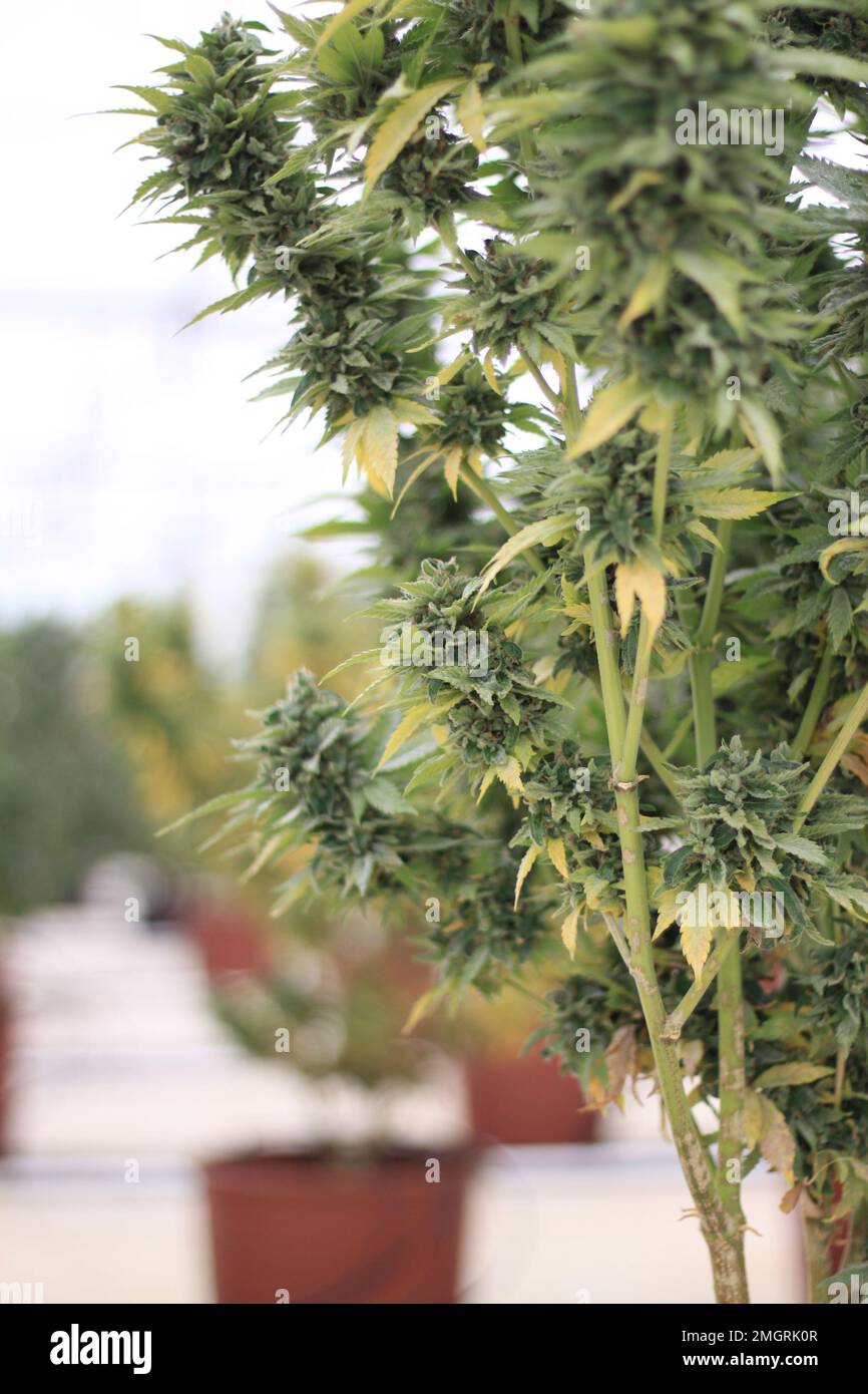 Medical cannabis plants in greenhouse THC CBD Stock Photo - Alamy