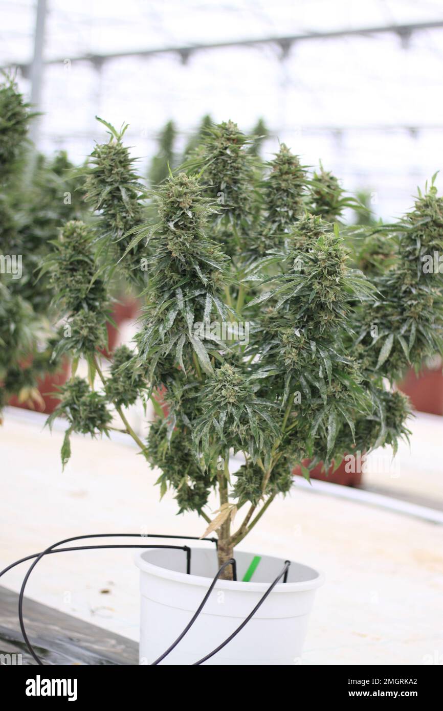 Medical cannabis plants in greenhouse THC CBD Stock Photo - Alamy