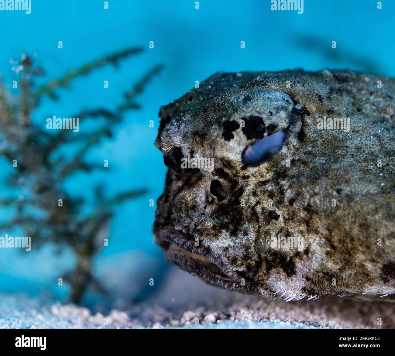 A vibrant pufferfish looks at the camera with a playful expression in ...
