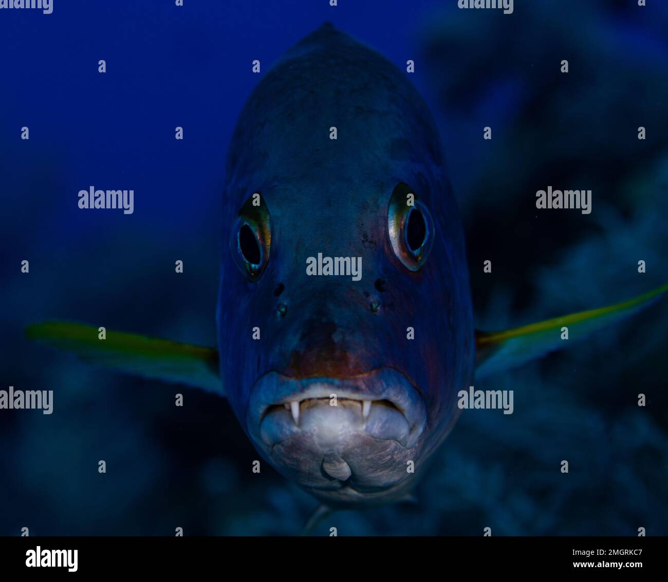A big blue fish with a very long bill and sharp teeth Stock Photo - Alamy