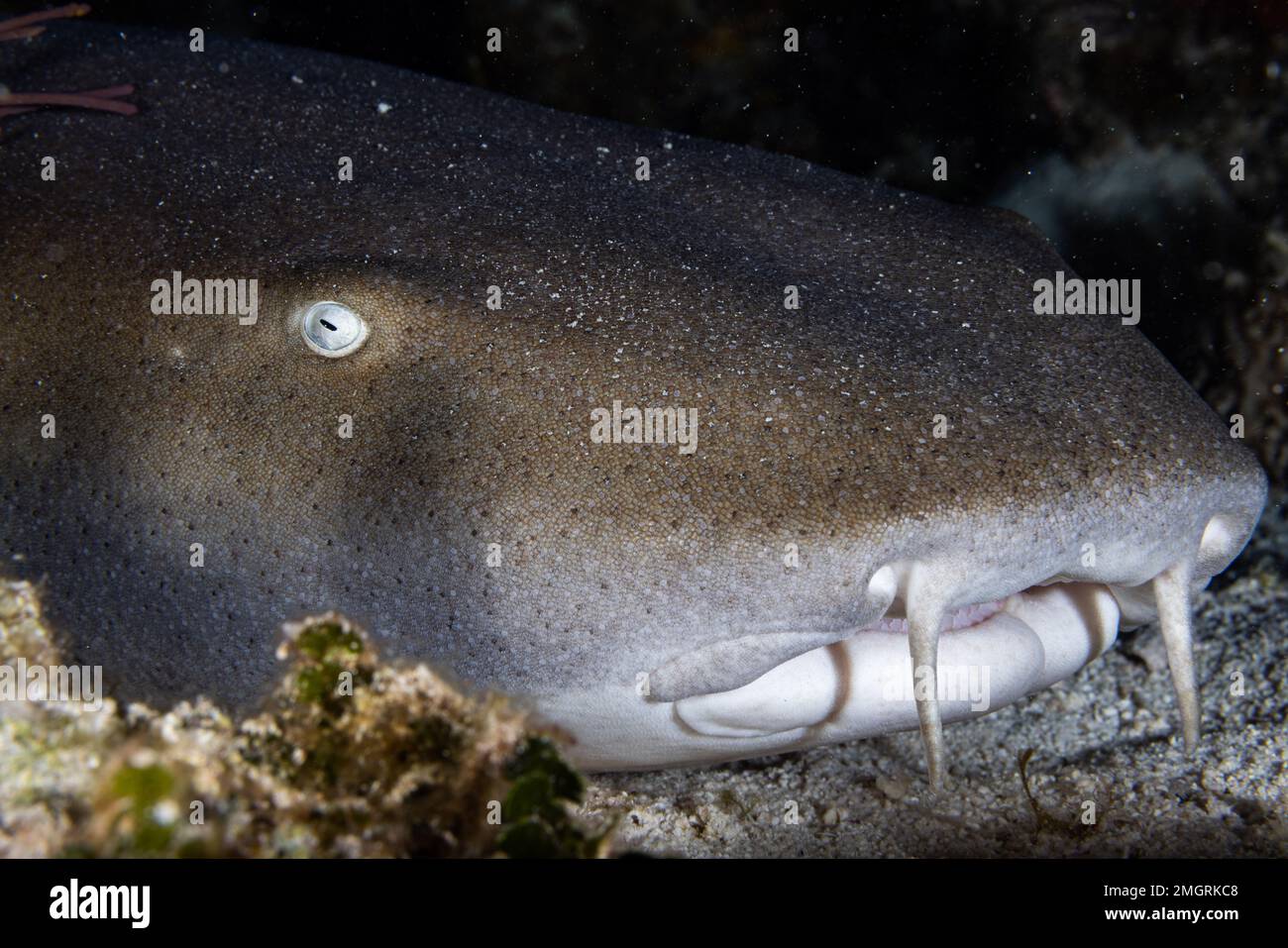 Big predator with sharp teeth hi-res stock photography and images - Alamy