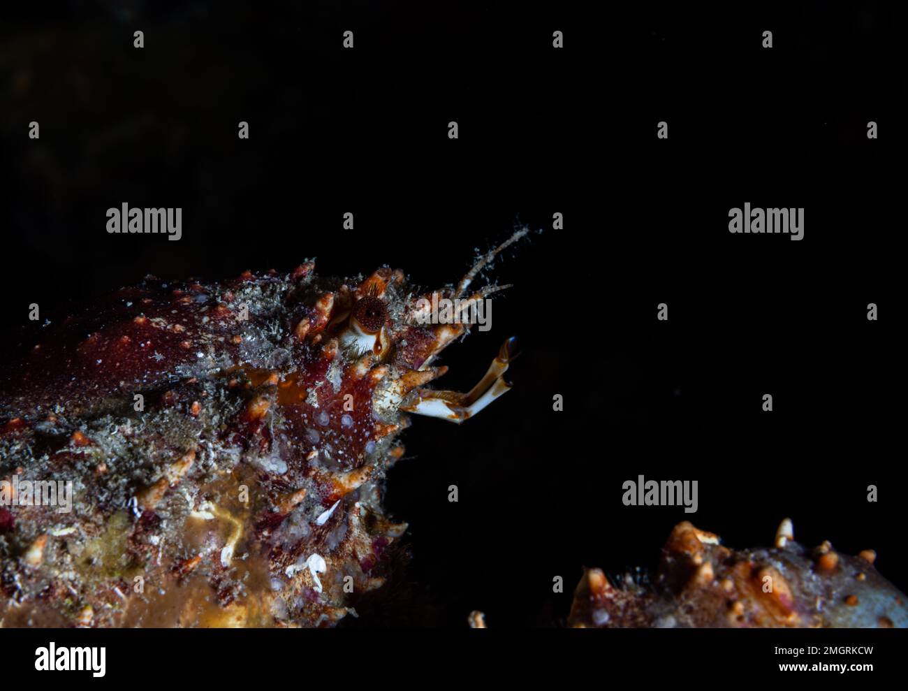Shrimp with blue legs hi-res stock photography and images - Alamy