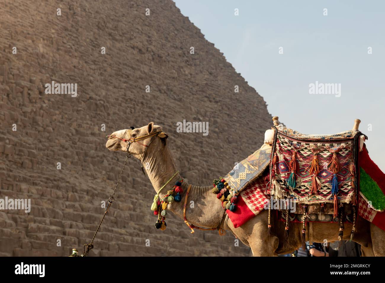 Close up cropped side view of camel full of colorful cloths tied with a ...