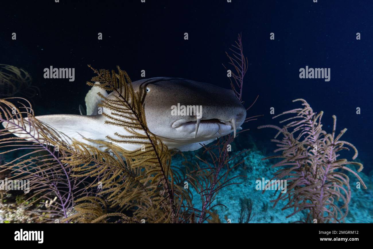This bullish is hiding among the coral reefs in an ocean bed Stock ...