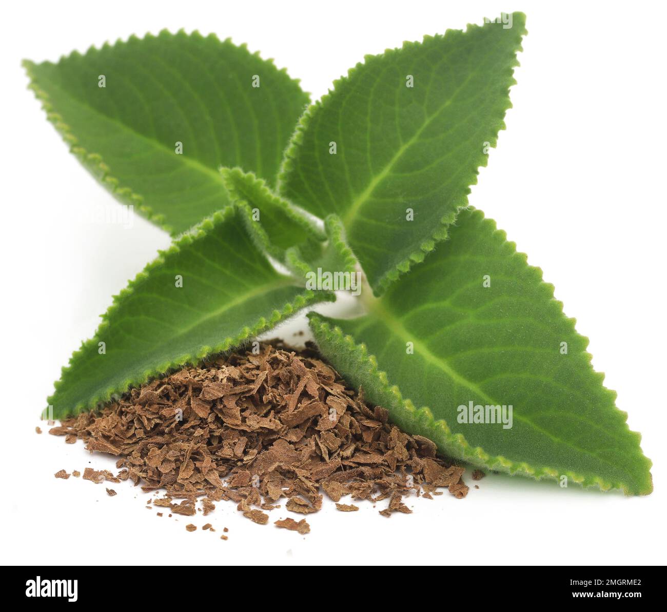 Oregano leaves dried and fresh over white background Stock Photo - Alamy