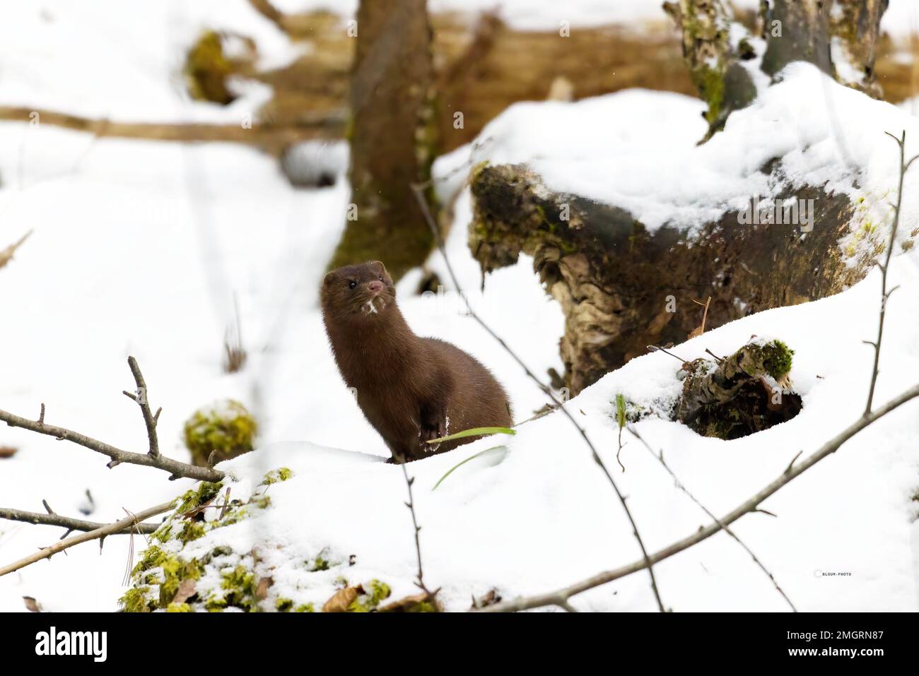 White mink for winter hi-res stock photography and images - Alamy