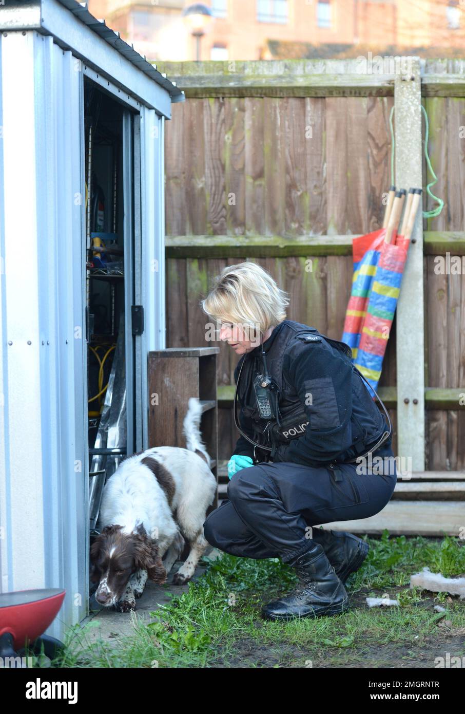 A police sniffer dog in Gloucester where one of a series of dawn raids ...