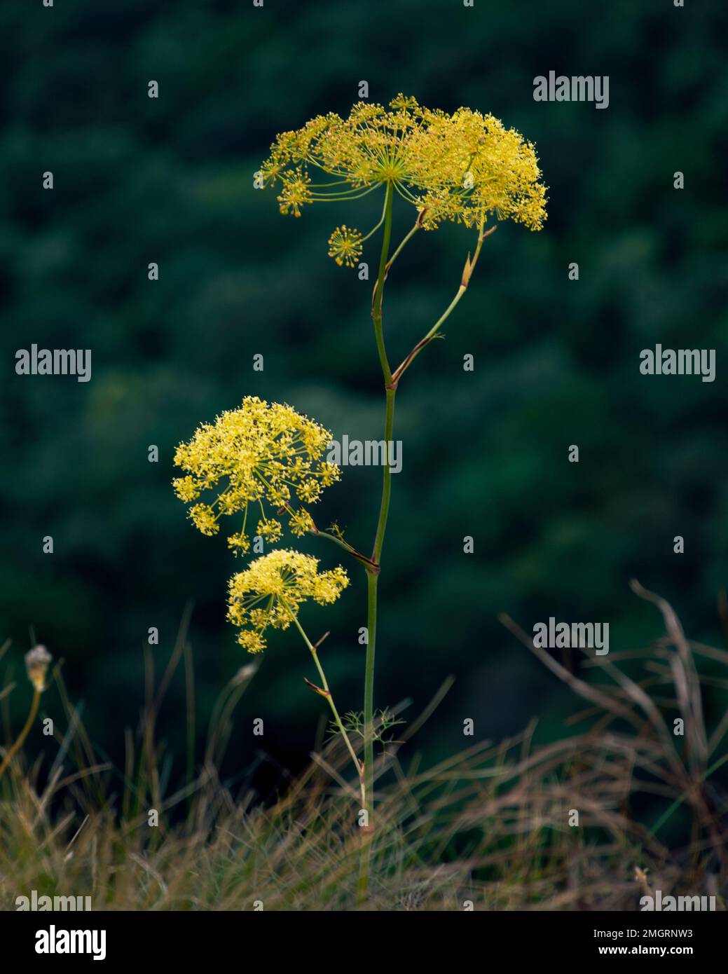 A vertical closeup of beautiful yellow giant fennel flowers growing in ...