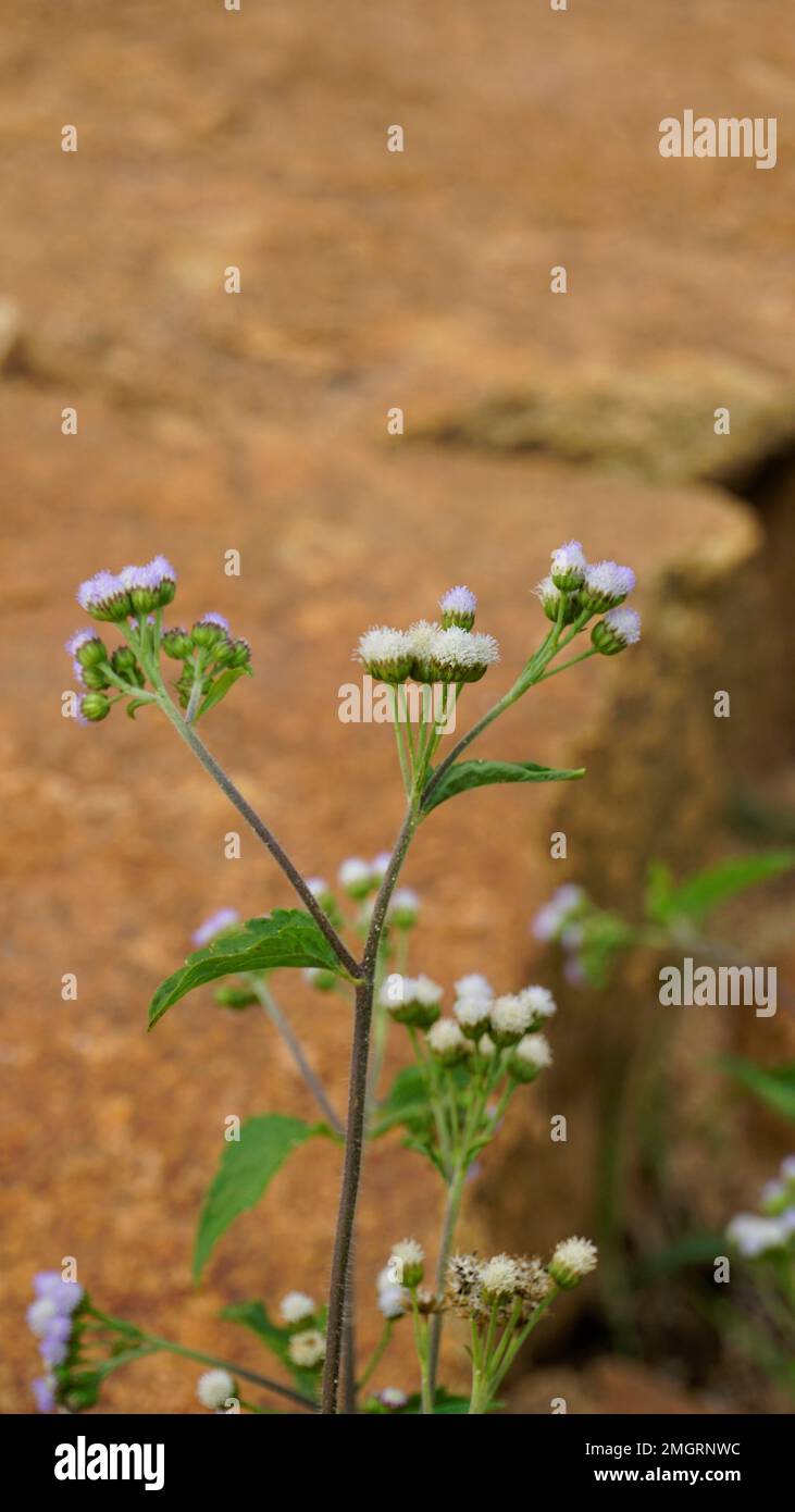 Ageratum Conyzoides Seed