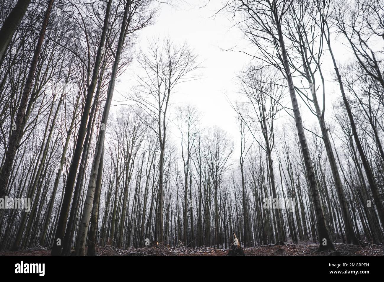 A scenic shot of leafless trees in a forest during winter Stock Photo ...