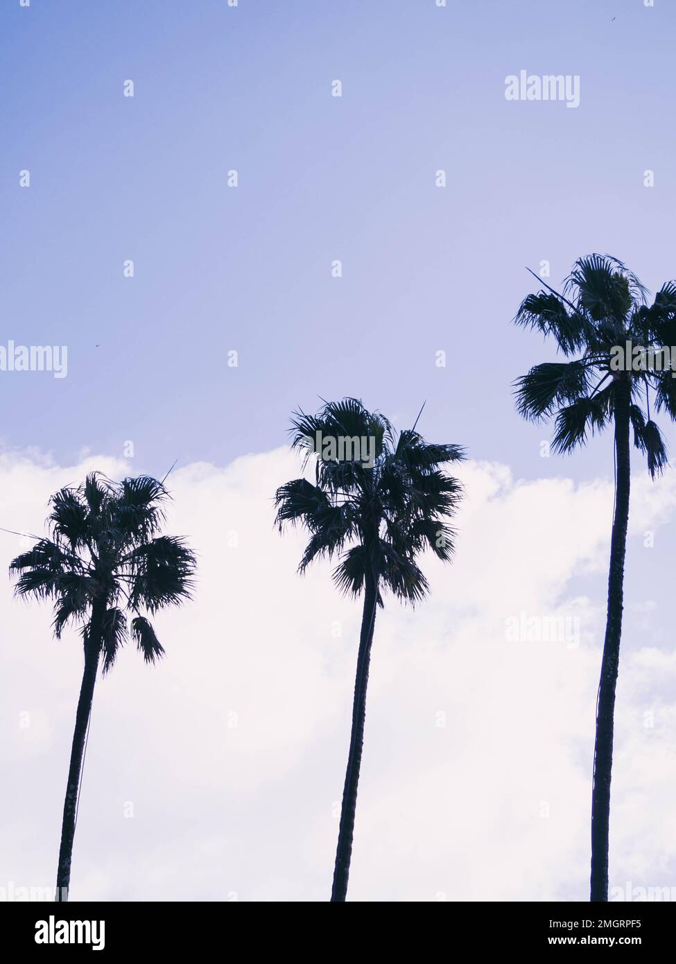 Vertical shot silhouetted palm hi-res stock photography and images - Alamy
