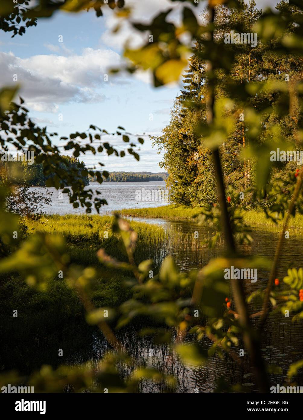 A vertical scenic shot of green waterfront plants and a lake under the ...