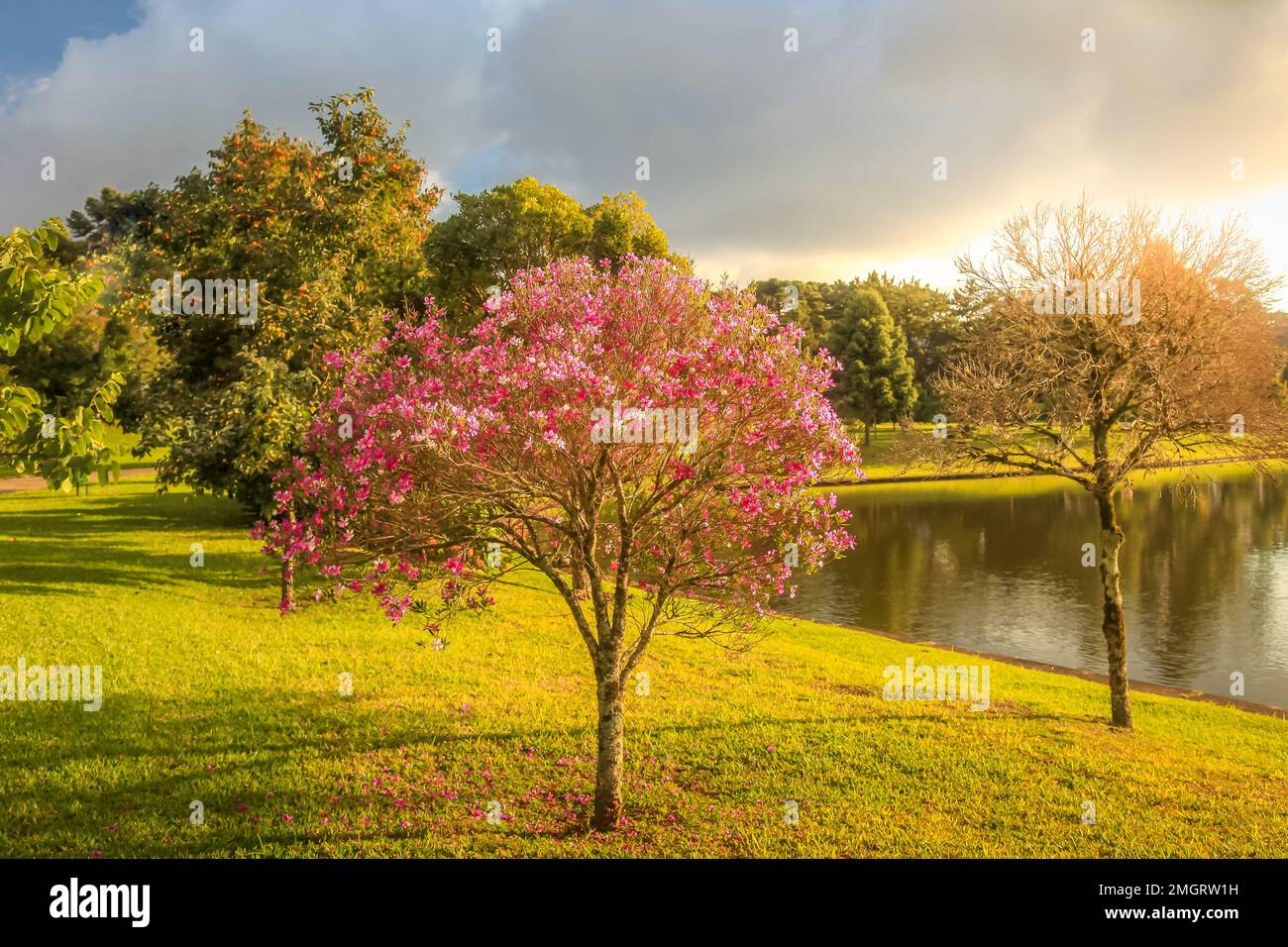 Relaxing sunset landscape with lake reflection at autumn, Gramado ...