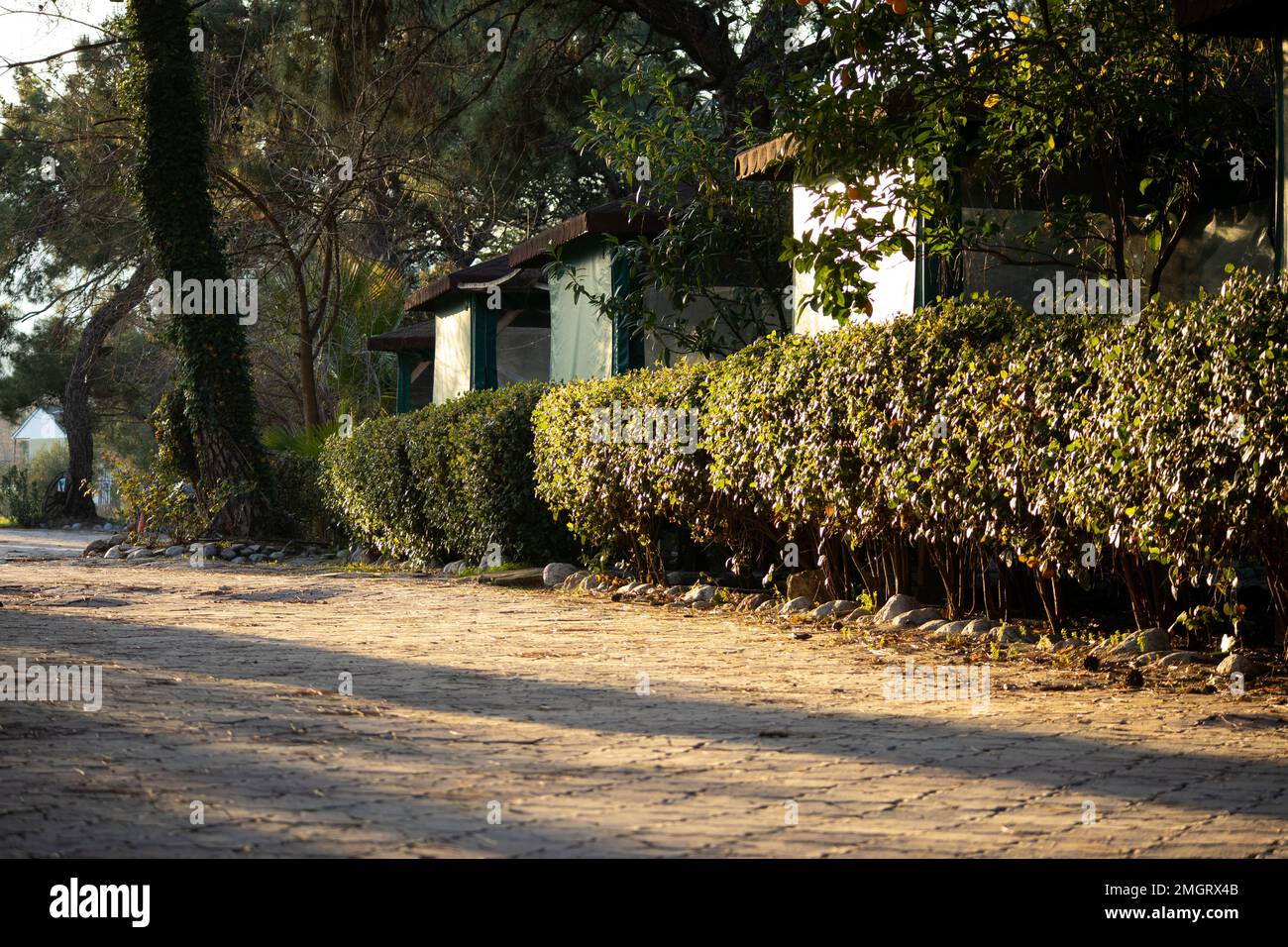 A smooth line of bushes stretching into the distance in the light of ...