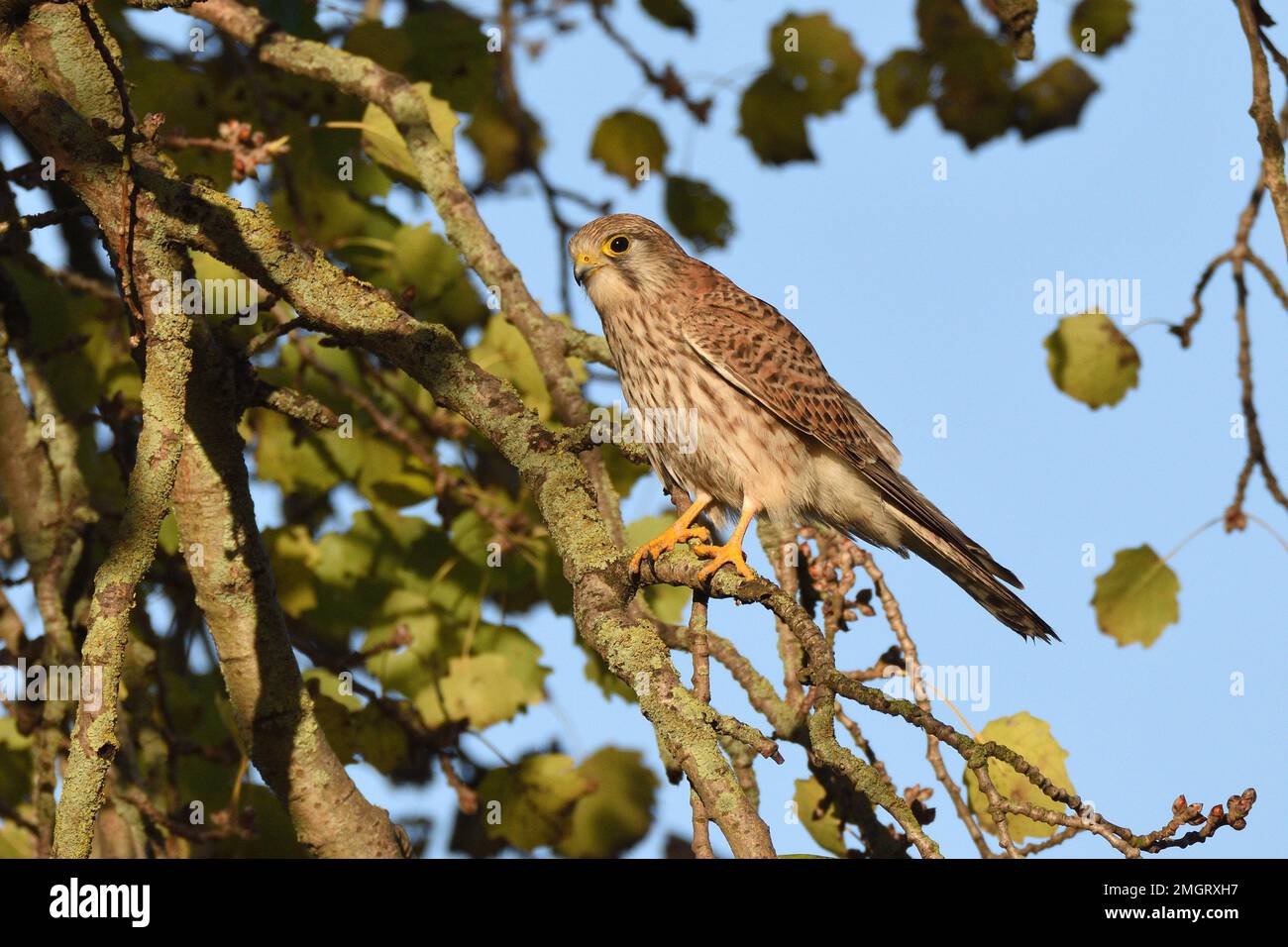 Eurasian Kestrel (female) resting on a tree in the winter sunshine ...
