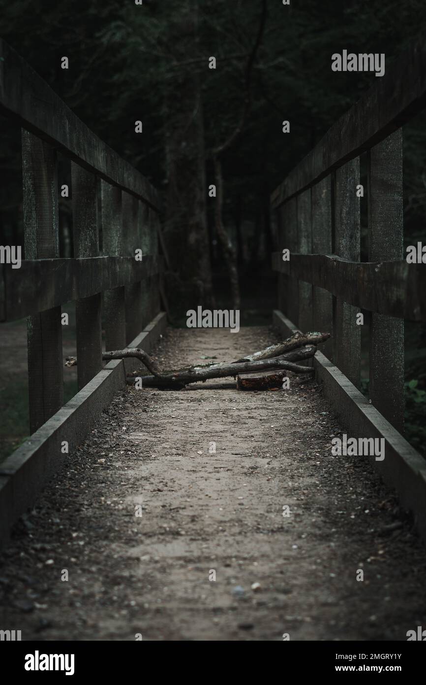 Pathway across a wooden bridge with fallen branch across it. Dark image ...